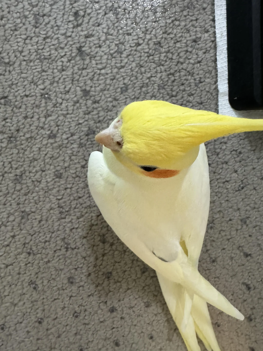 Eggie on the floor | Scrolller