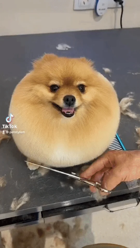 And now it looks like a perfect fluff ball | Scrolller