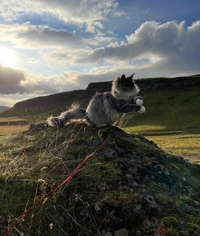 Fly-catching Floof | Scrolller