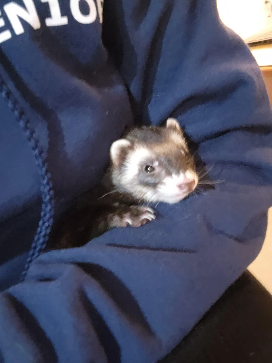 She hissed at me because I wasn't picking her up and cuddling her | Scrolller