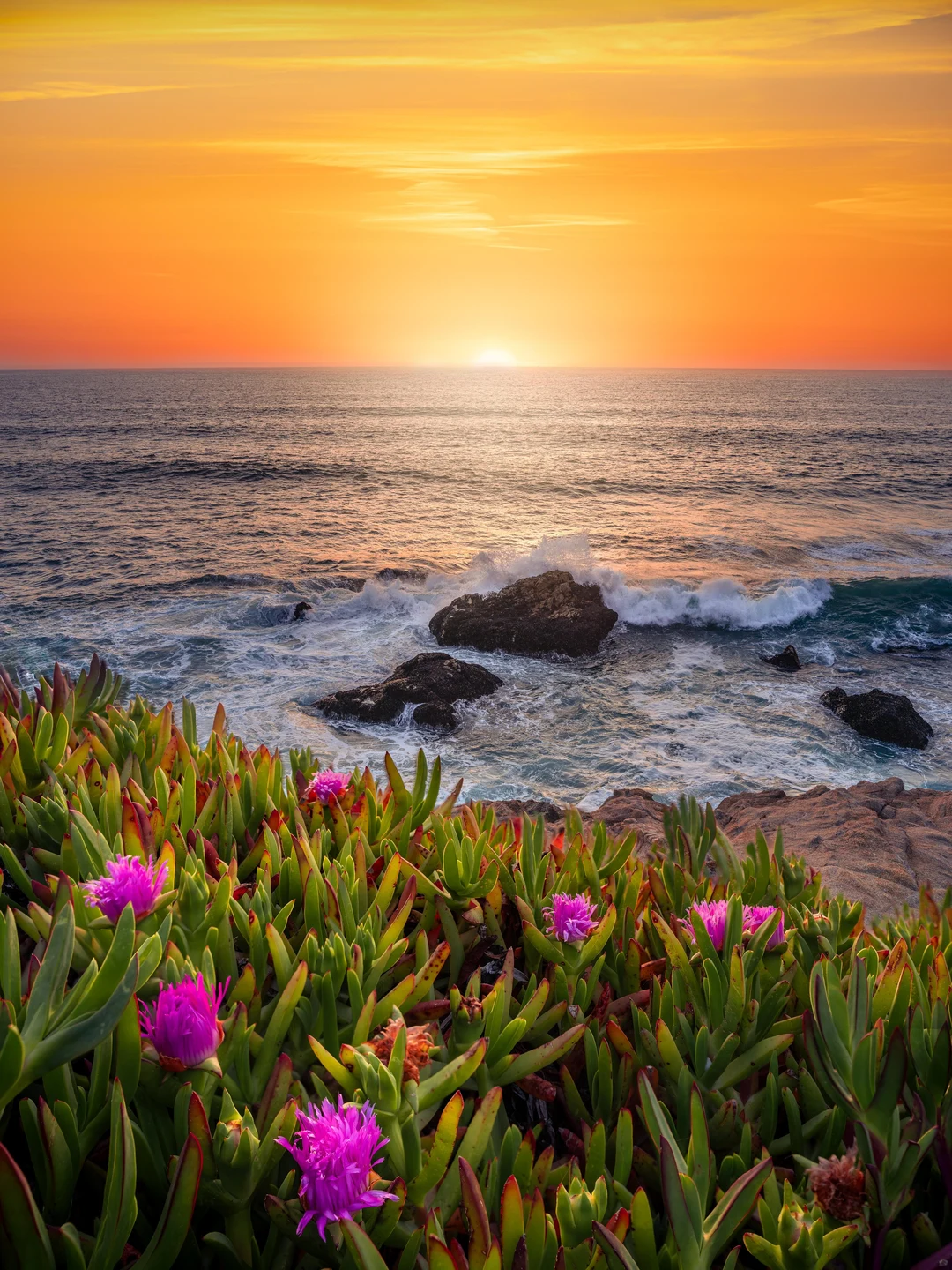 Sunset over the Coastal Ice Plants of Montara Beach, CA. [3600x4800][OC] | Scrolller