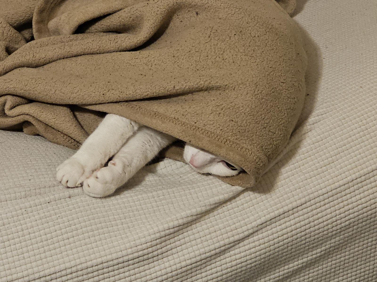 Tuxedo Incognito | Scrolller