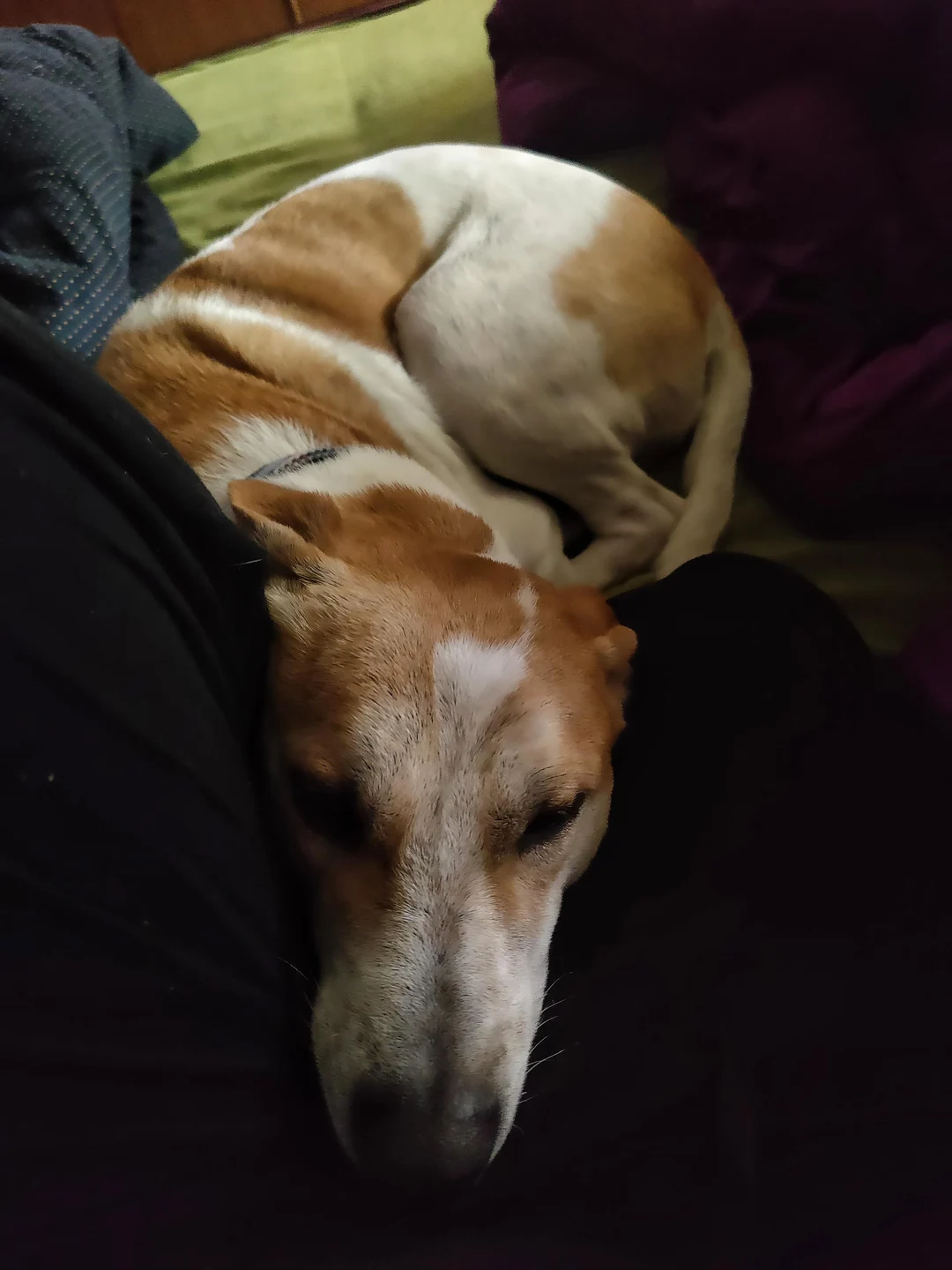 My rescue pup has a heart on his head ️ | Scrolller