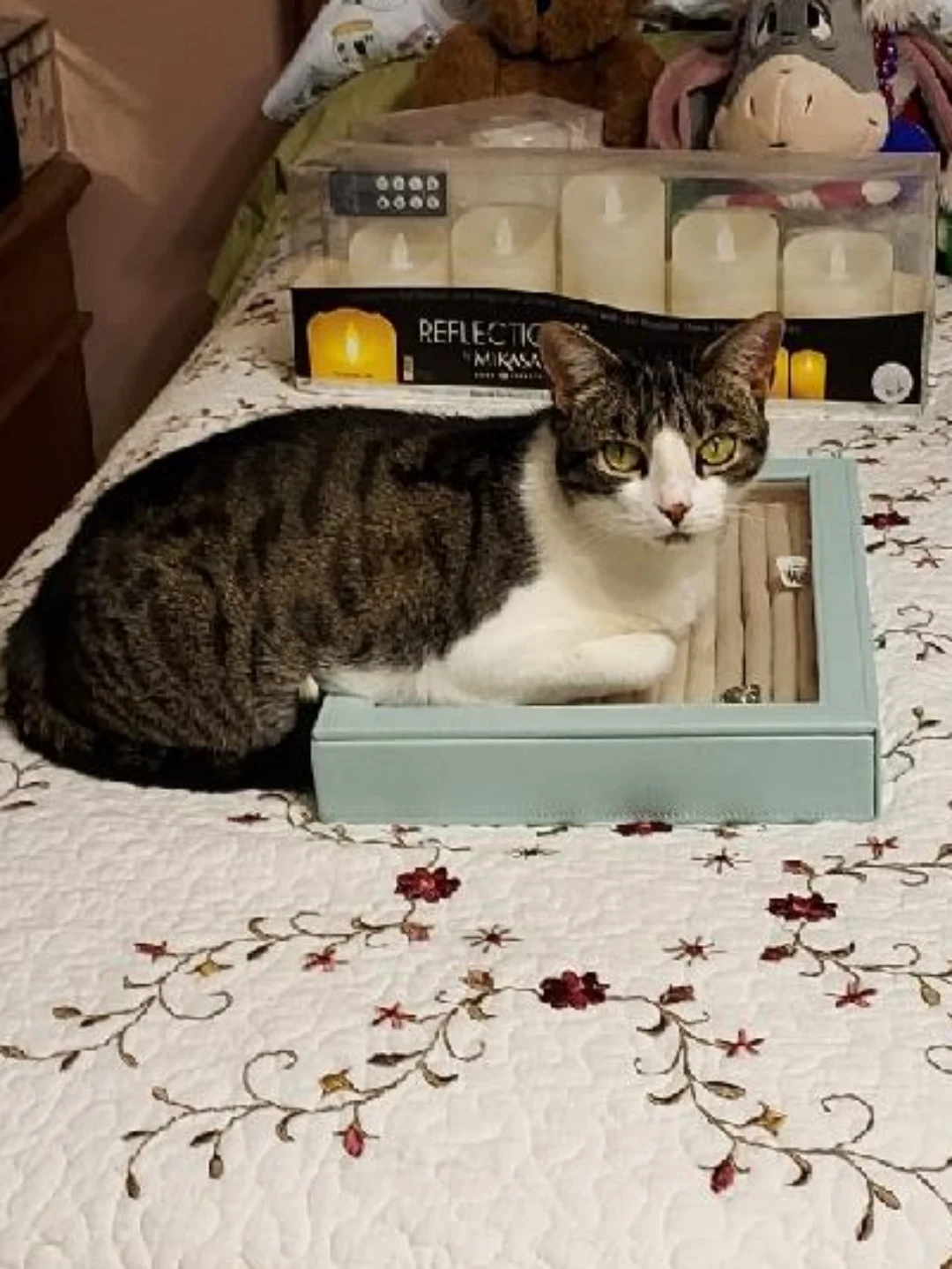 Guardian loaf | Scrolller