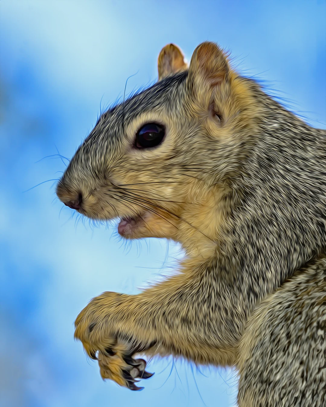 Squirrel | Scrolller