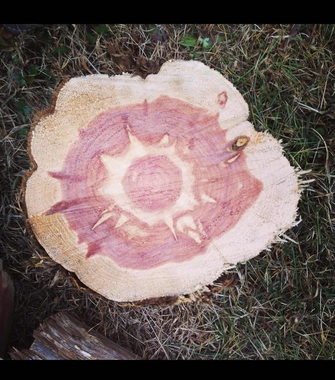 Sunburst inside my cedar | Scrolller