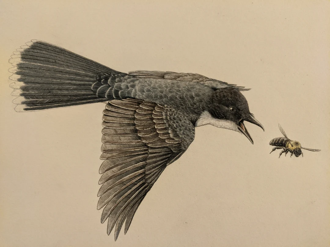 Eastern Kingbird, Me (Zach_Branigan), Colored pencil, 2023 | Scrolller