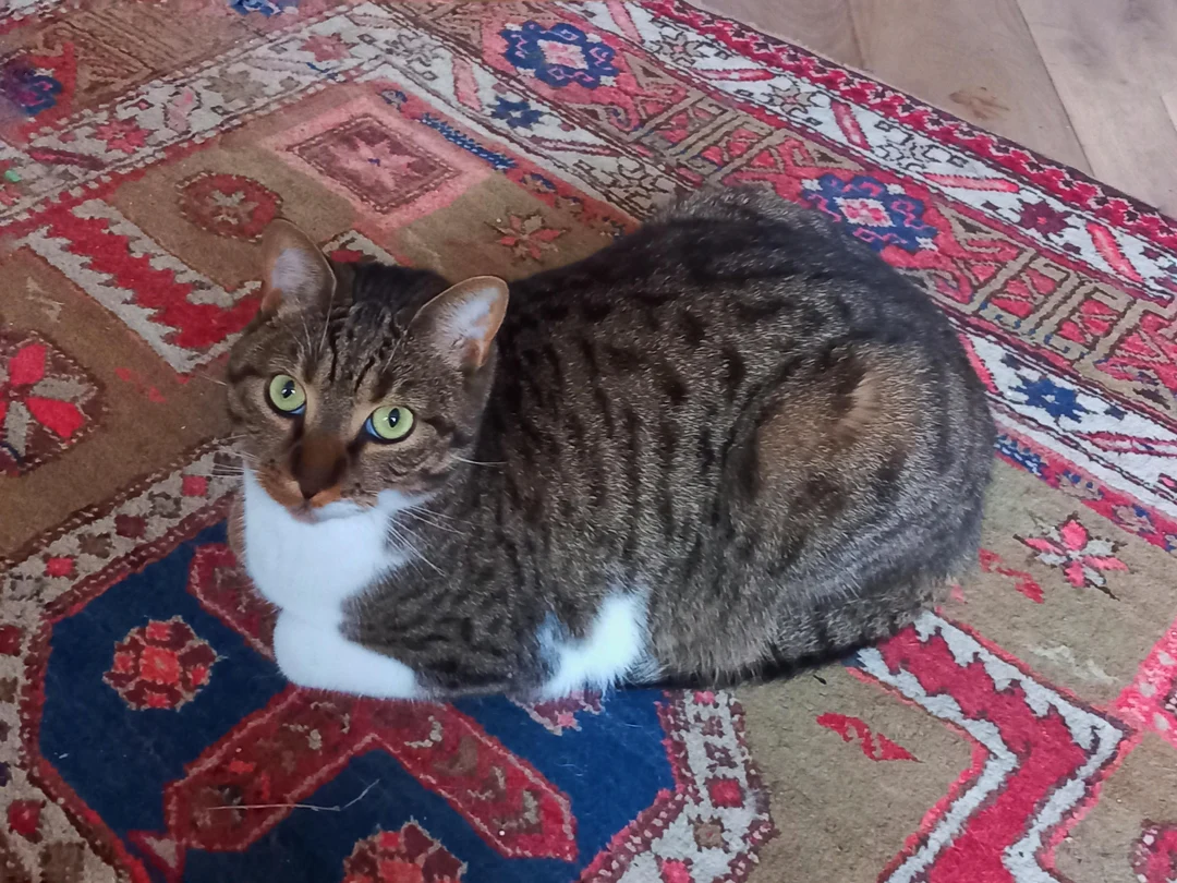 I dropped the loaf on the carpet | Scrolller