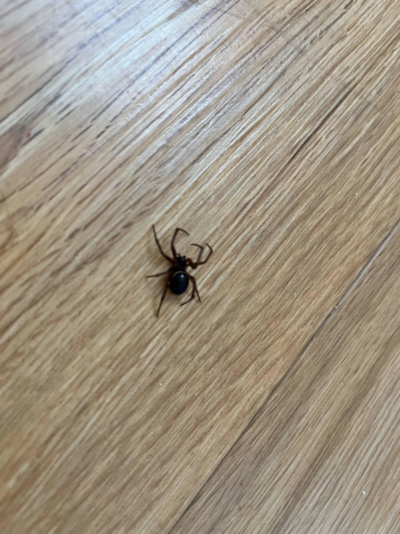 What is this spider | Scrolller