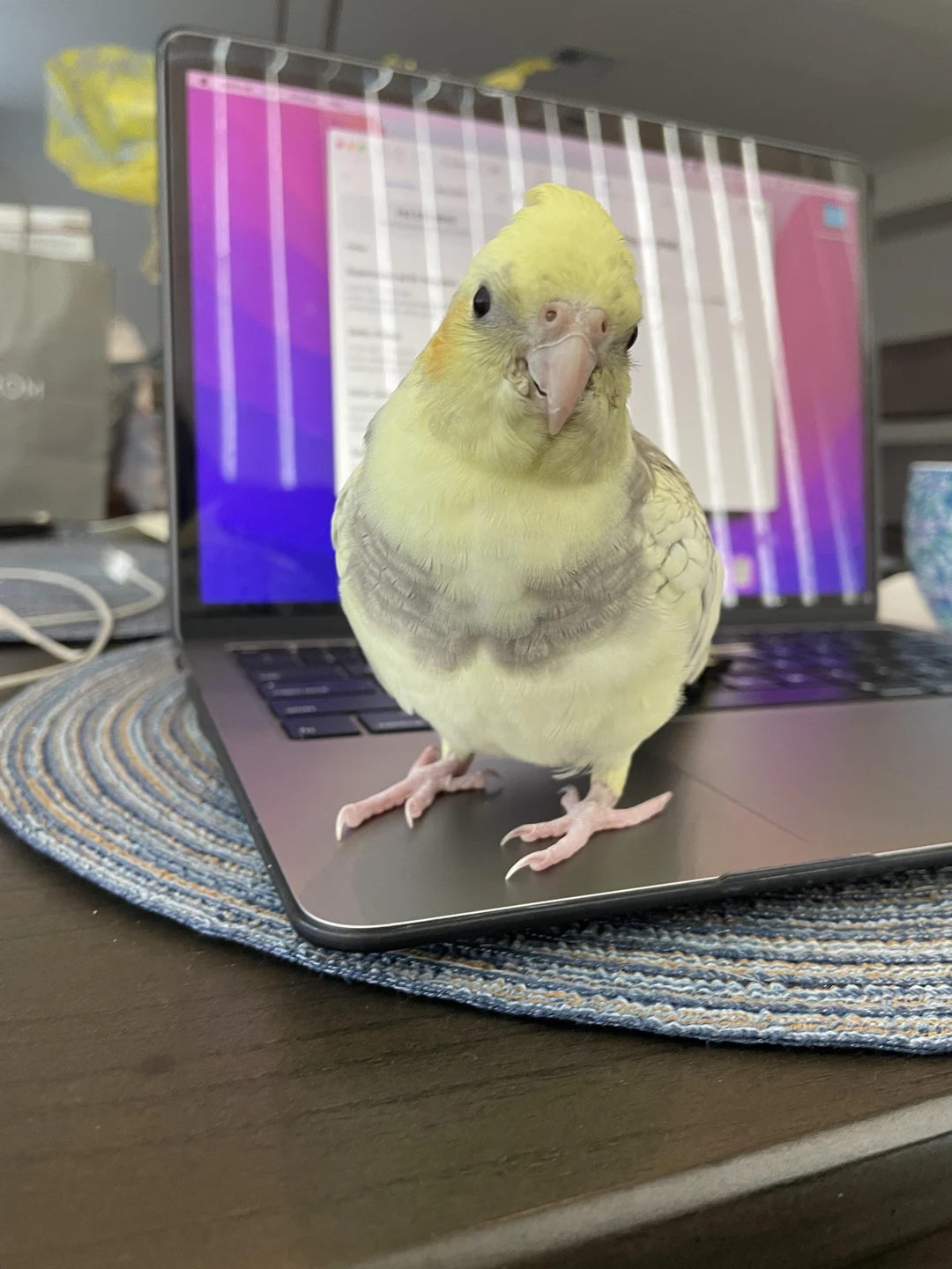 This is Kouki! I’ve had them for about 2 months now and can’t imagine life without my birb ...