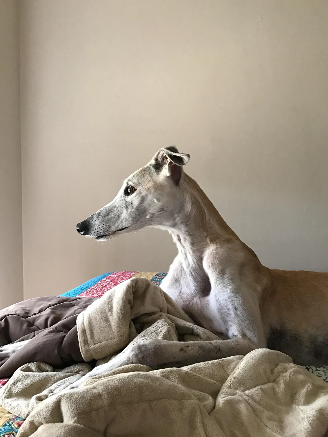 Willow for Auld Hounds Syne | Scrolller