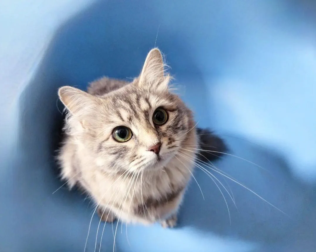 Mamma Estellas Ready to POP! | Scrolller