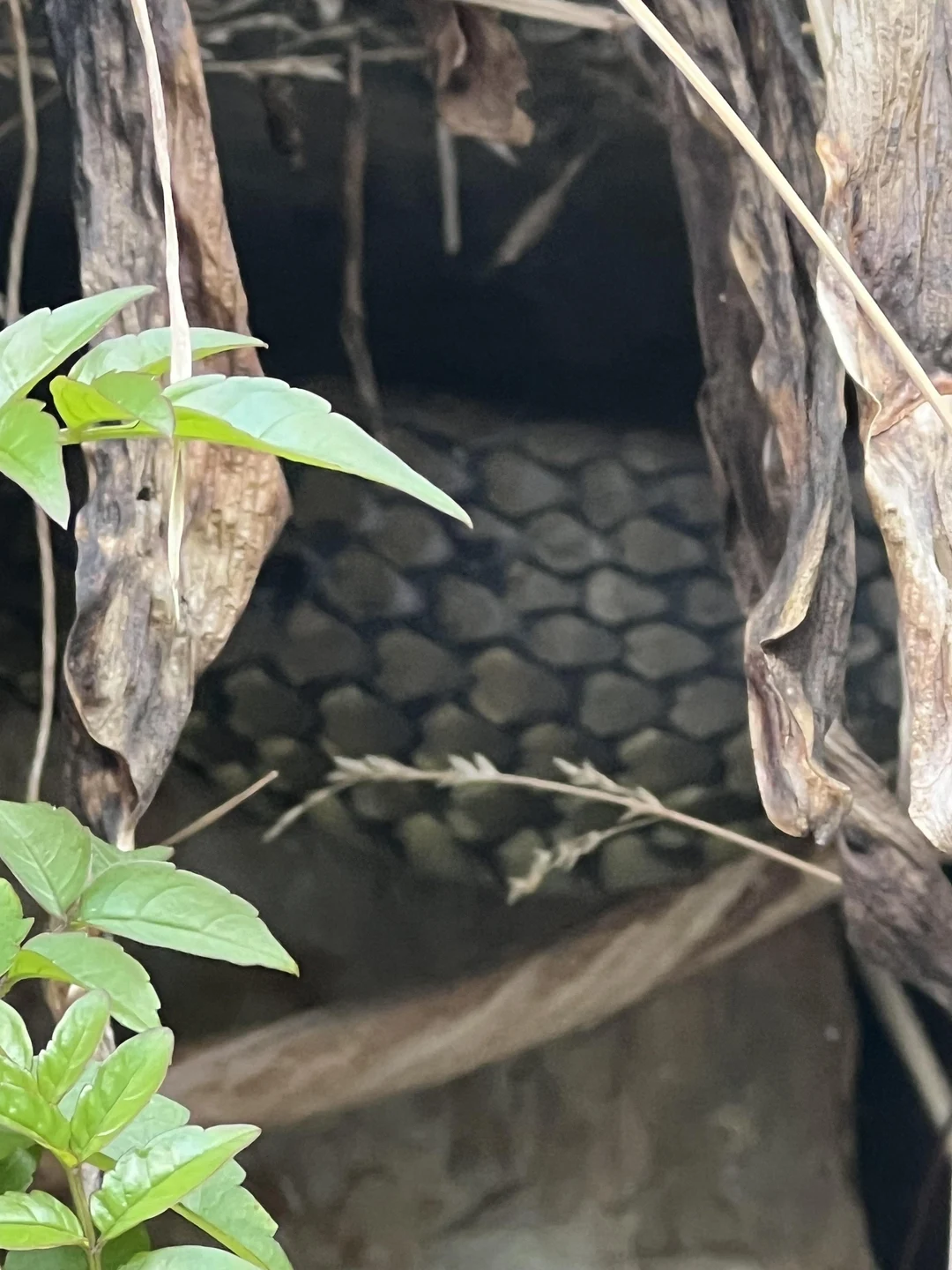 What’s this snake? | Scrolller