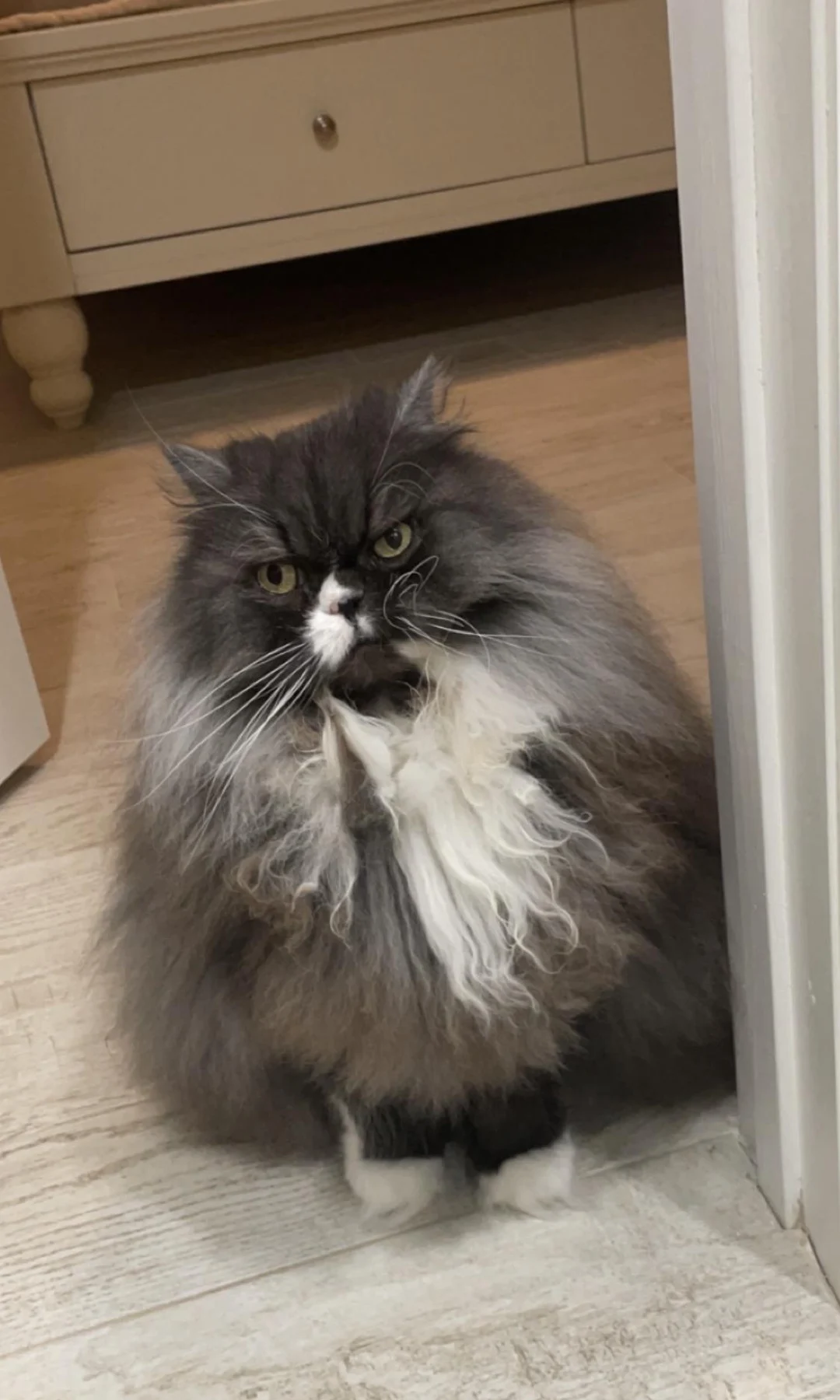 my floof Ralph turns 10 today! he always gets a little fur stuck in his mouth | Scrolller
