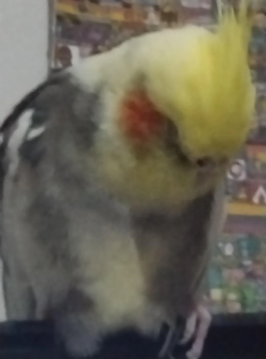 Sleepy borb | Scrolller