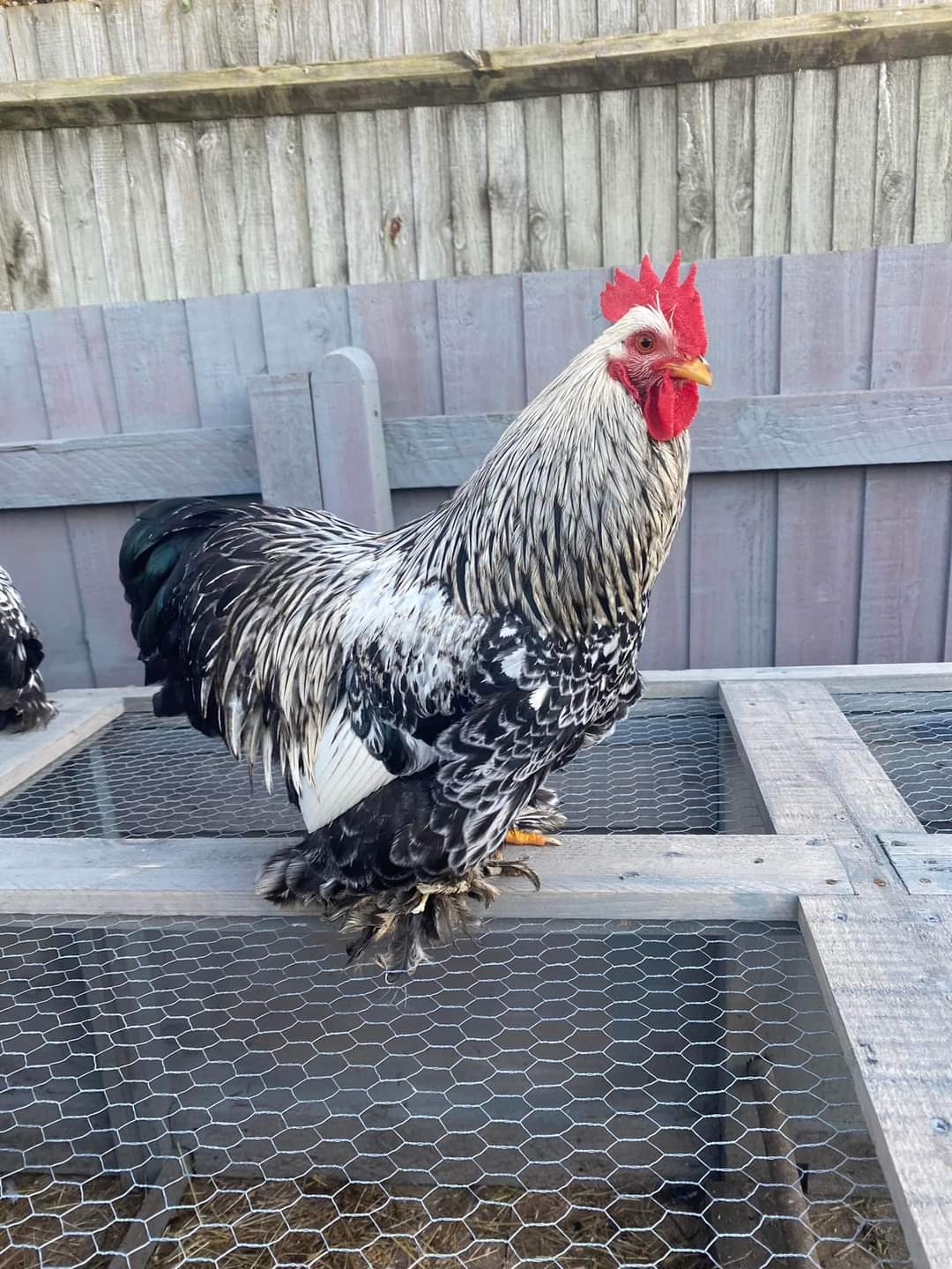 Our chickens had babies | Scrolller