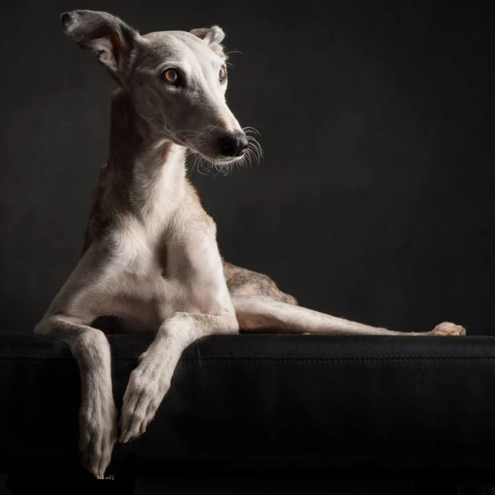This Cute Greyhound 🐶 | Scrolller