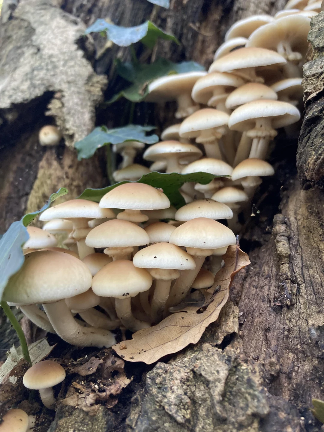 Saw them today on a dead wood trunk | Scrolller