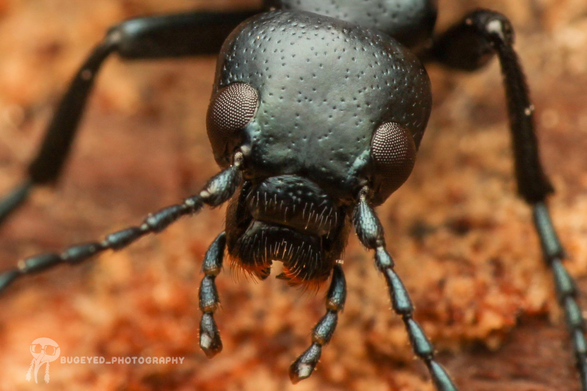 Close up of an oil beetle | Scrolller