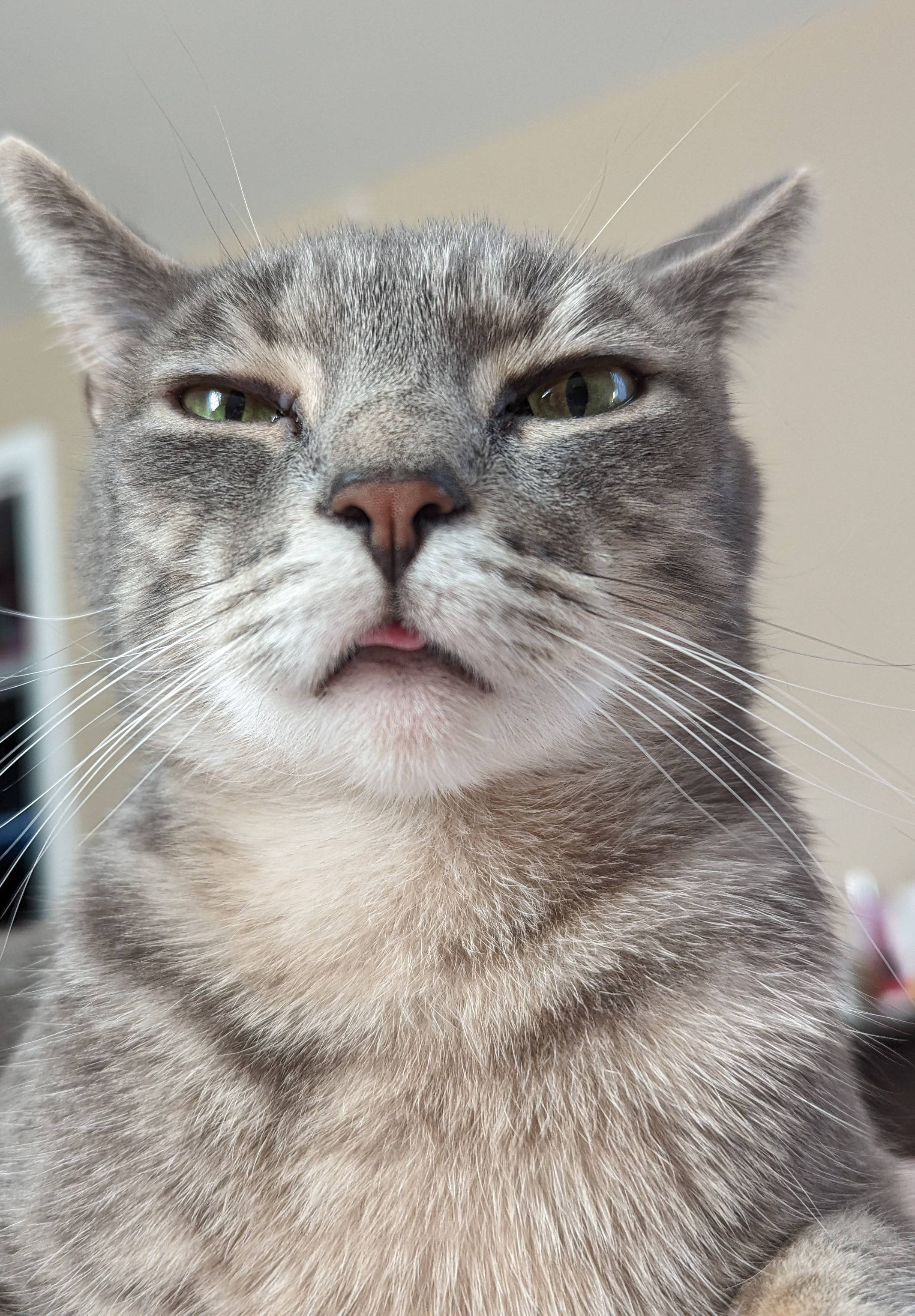 Blep | Scrolller
