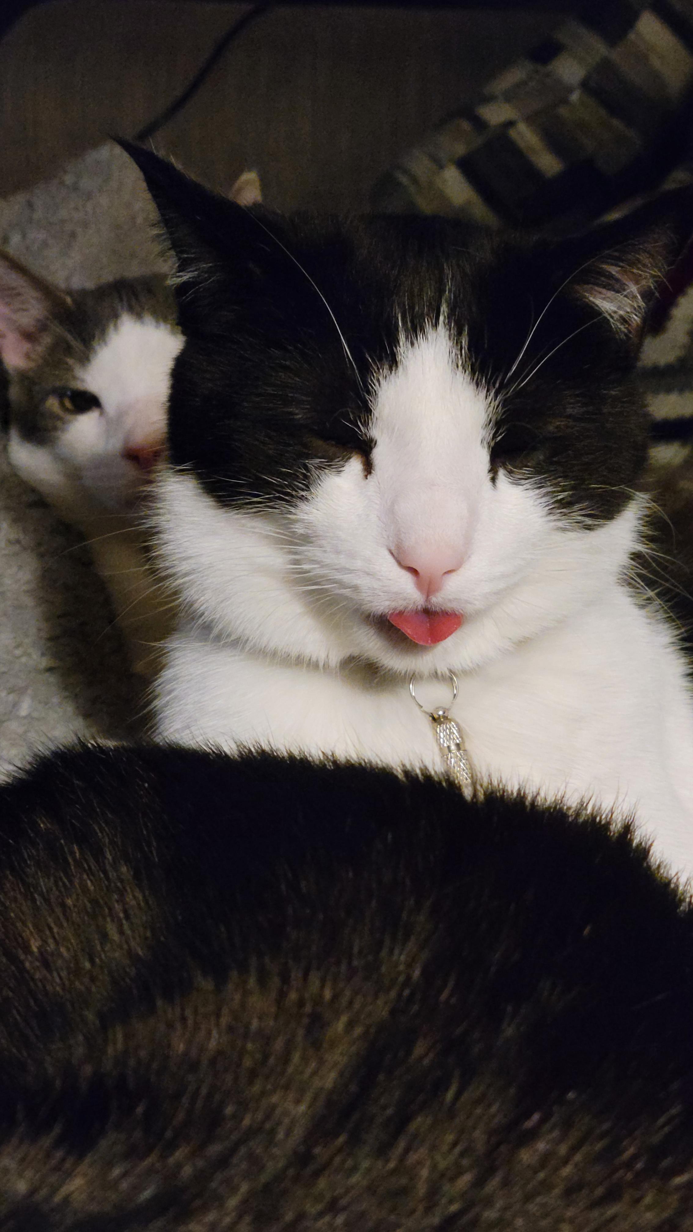 Jasper' best blep ever in his 3 years | Scrolller