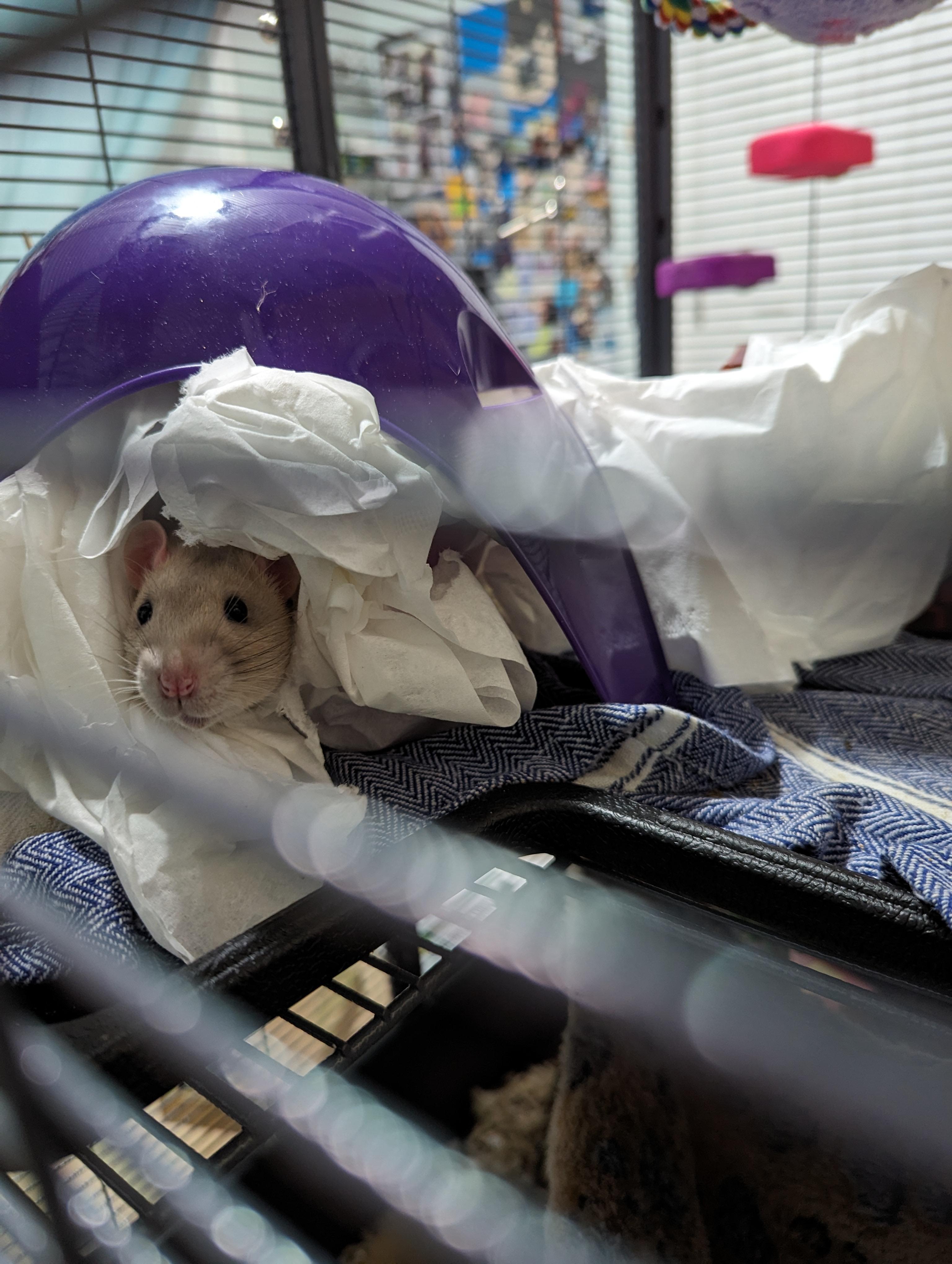 Tissue fort | Scrolller