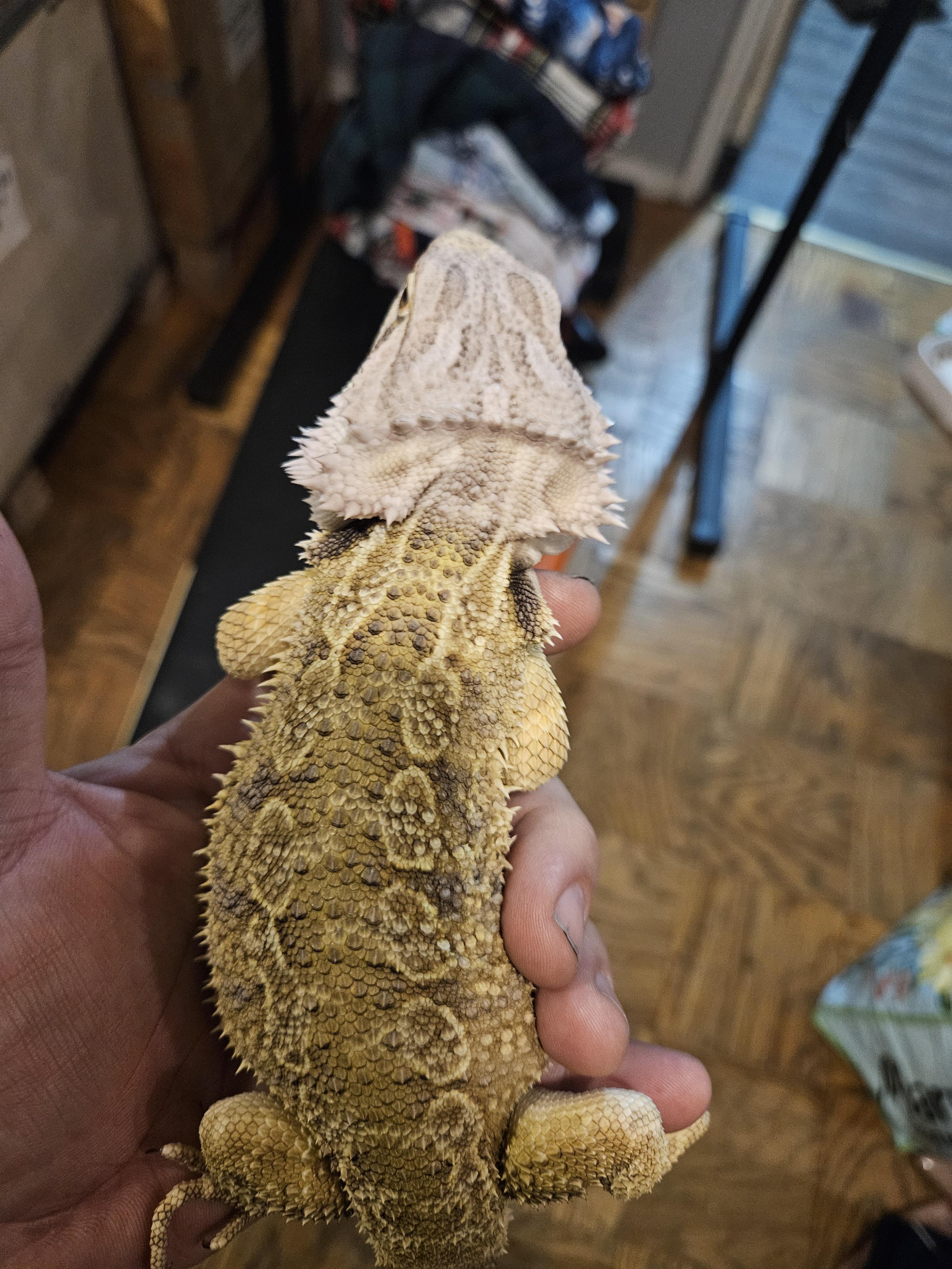 Is it normal for a bearded dragon's head to turn lighter than it's body? | Scrolller
