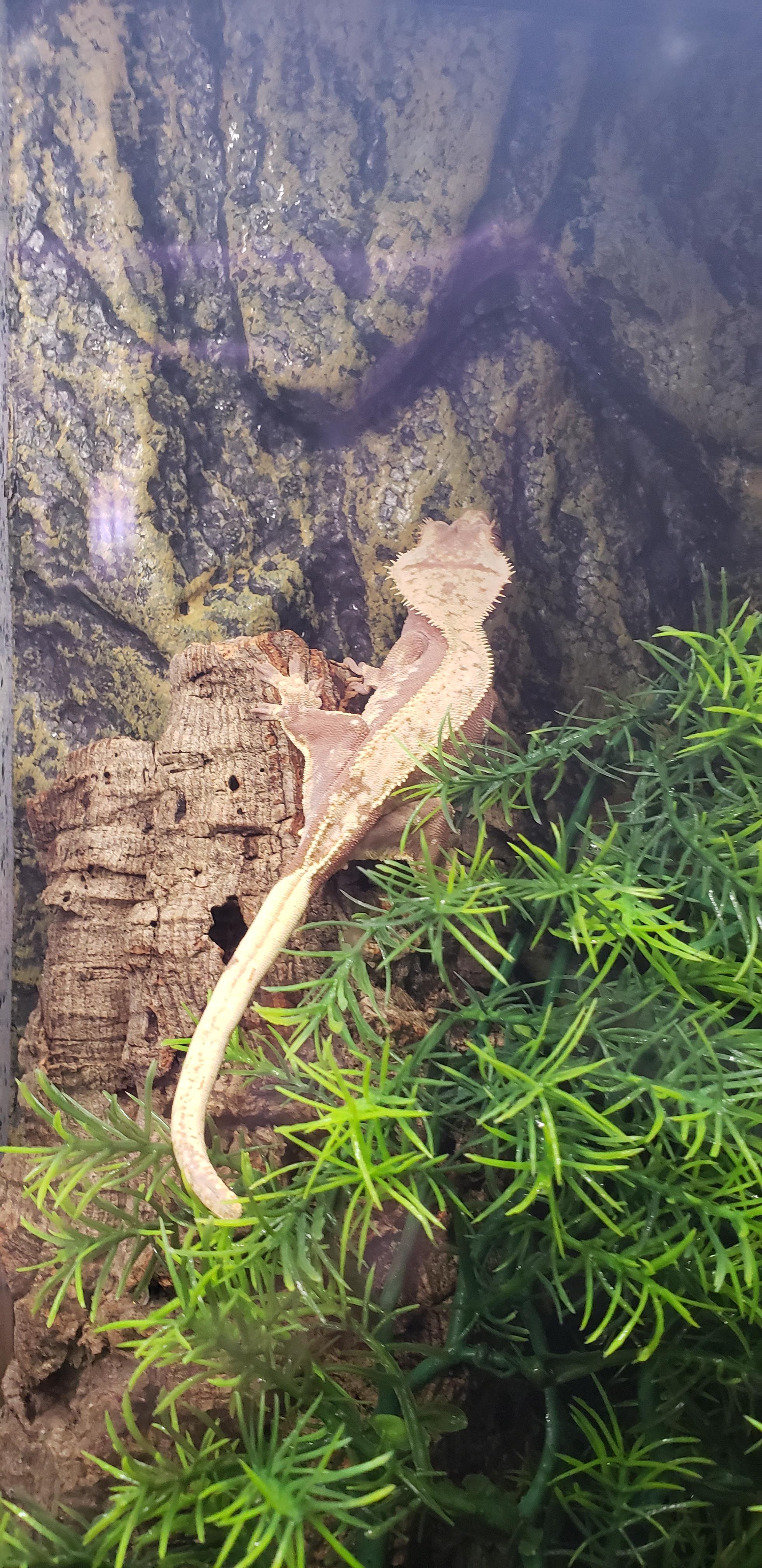 Morph ID? | Scrolller