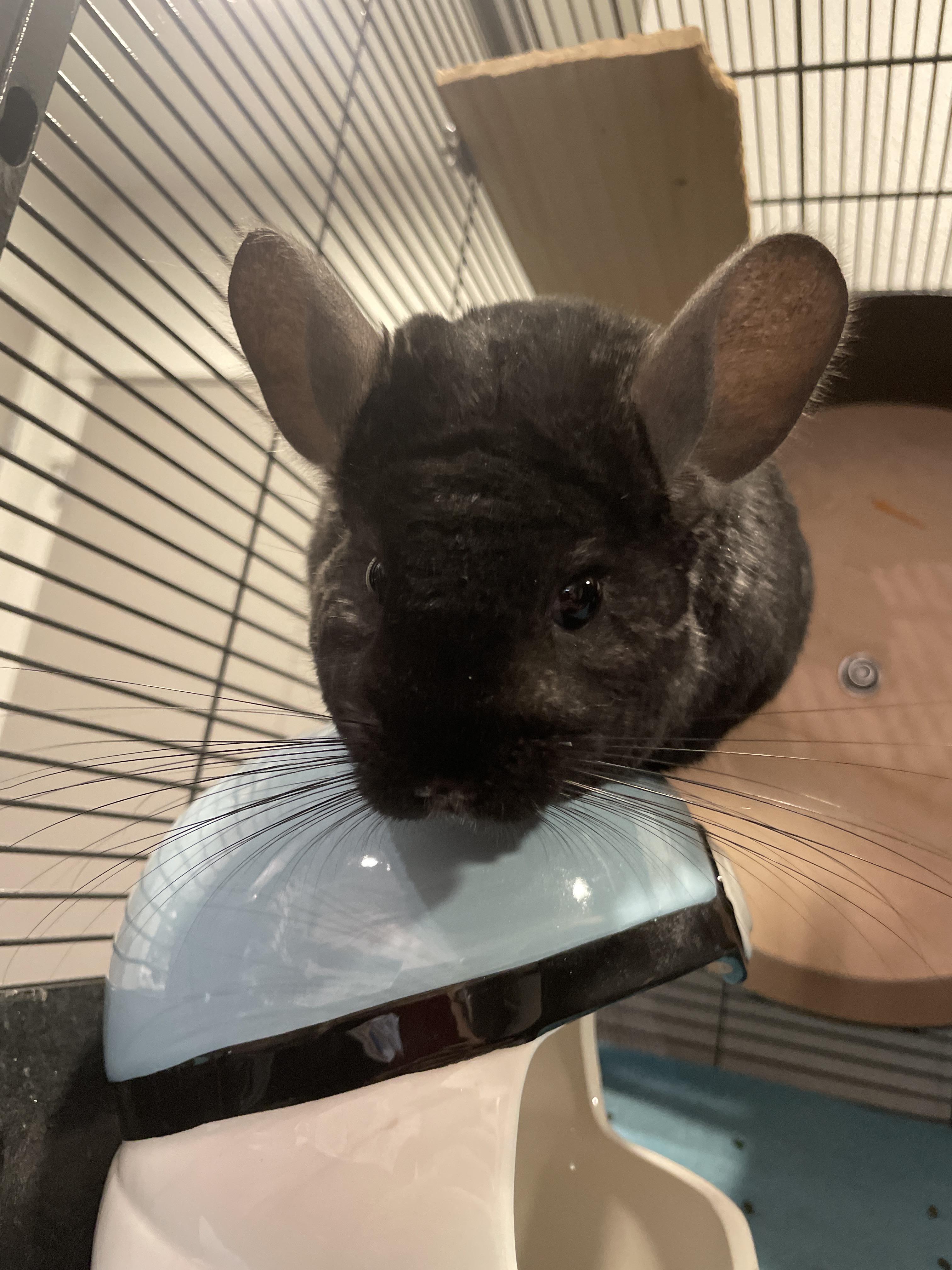 Discover more like Chinchilla: My girls and Related Content | Scrolller