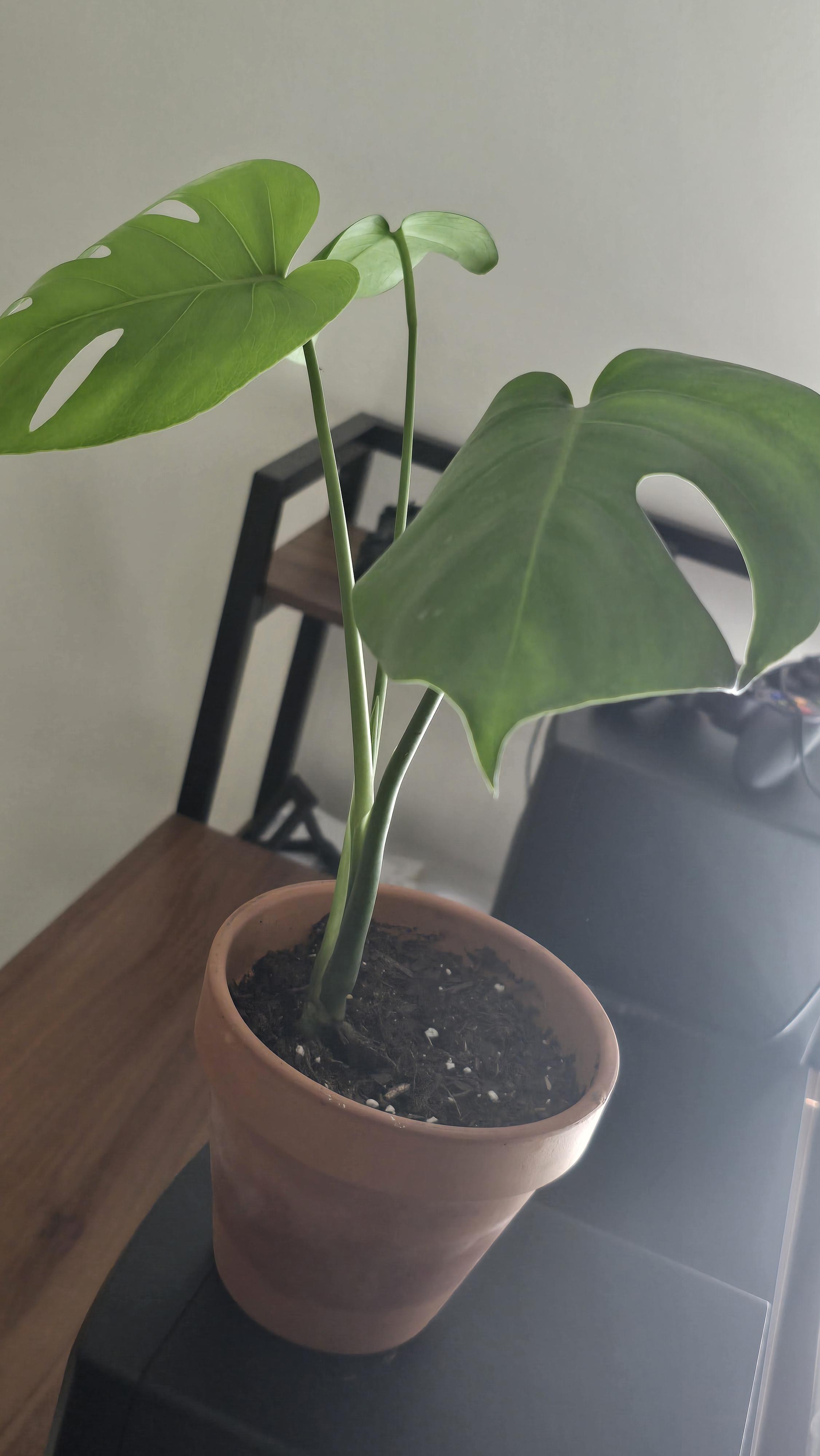 Discover more like Monstera: Help and Related Content | Scrolller