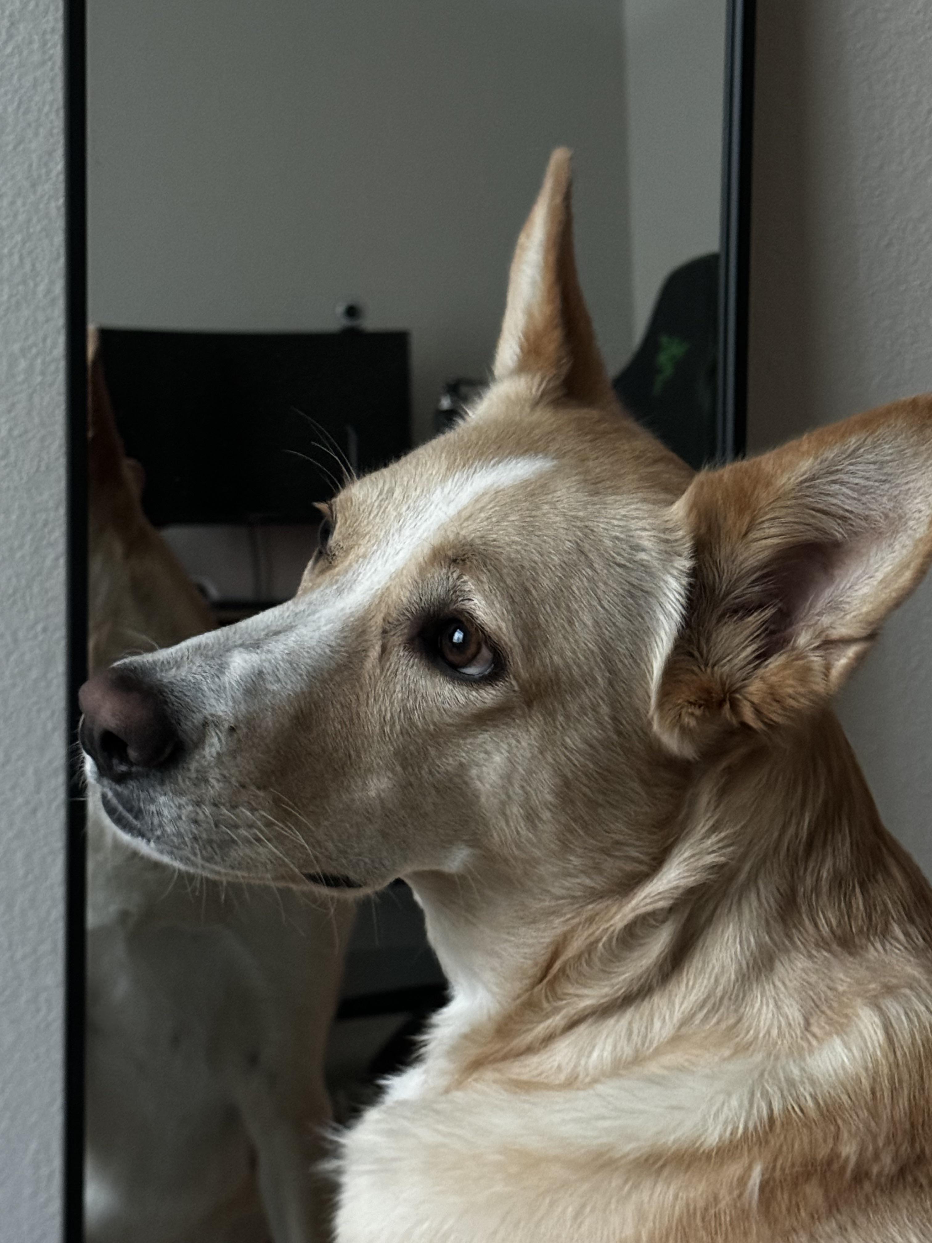 Her ears!!! | Scrolller