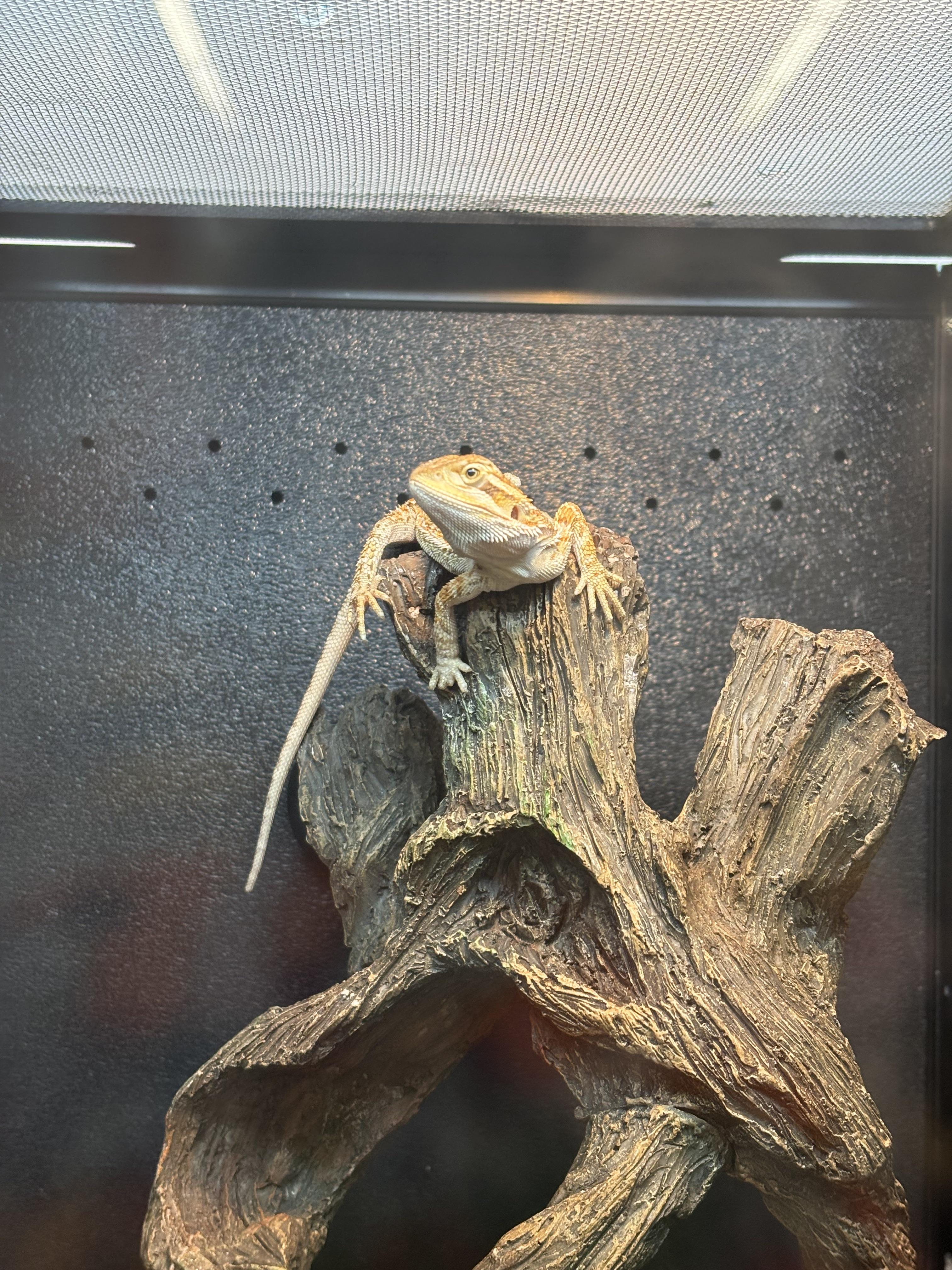 My First Beardie! I’m super nervous but also excited to have him in my life! | Scrolller
