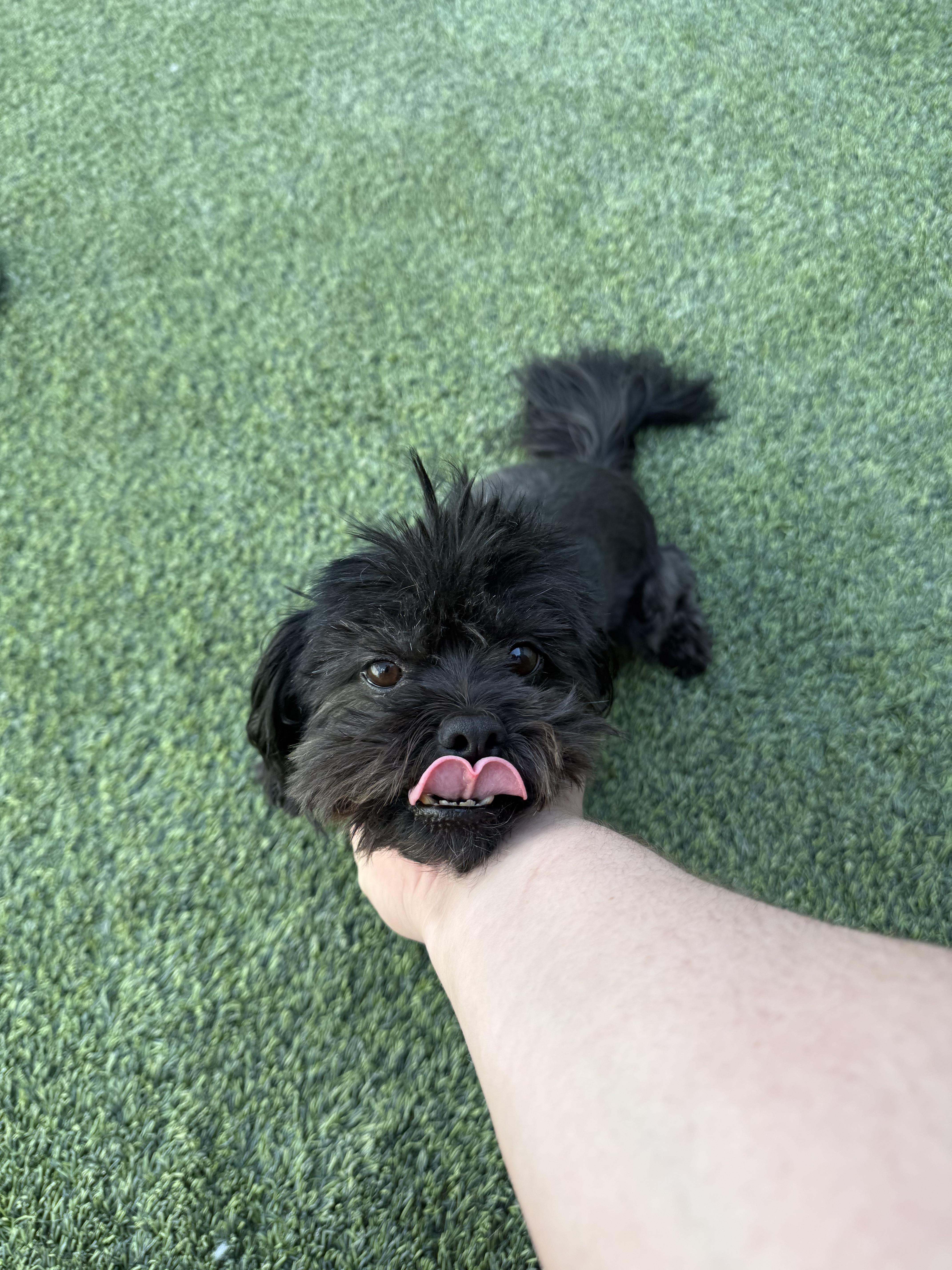 Meet Charlie! He’s a little brat | Scrolller