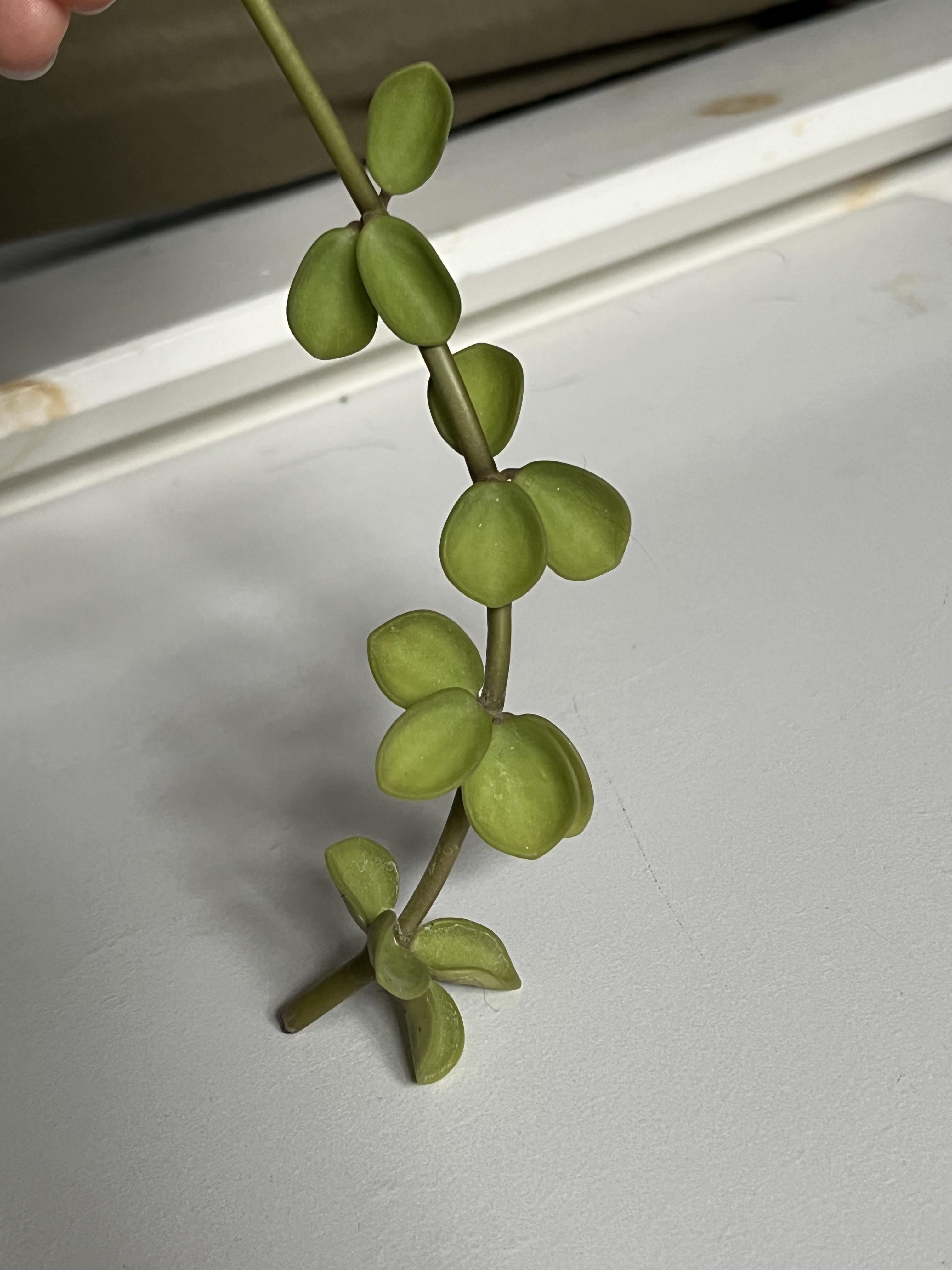 Attempting to save my mum’s plant | Scrolller