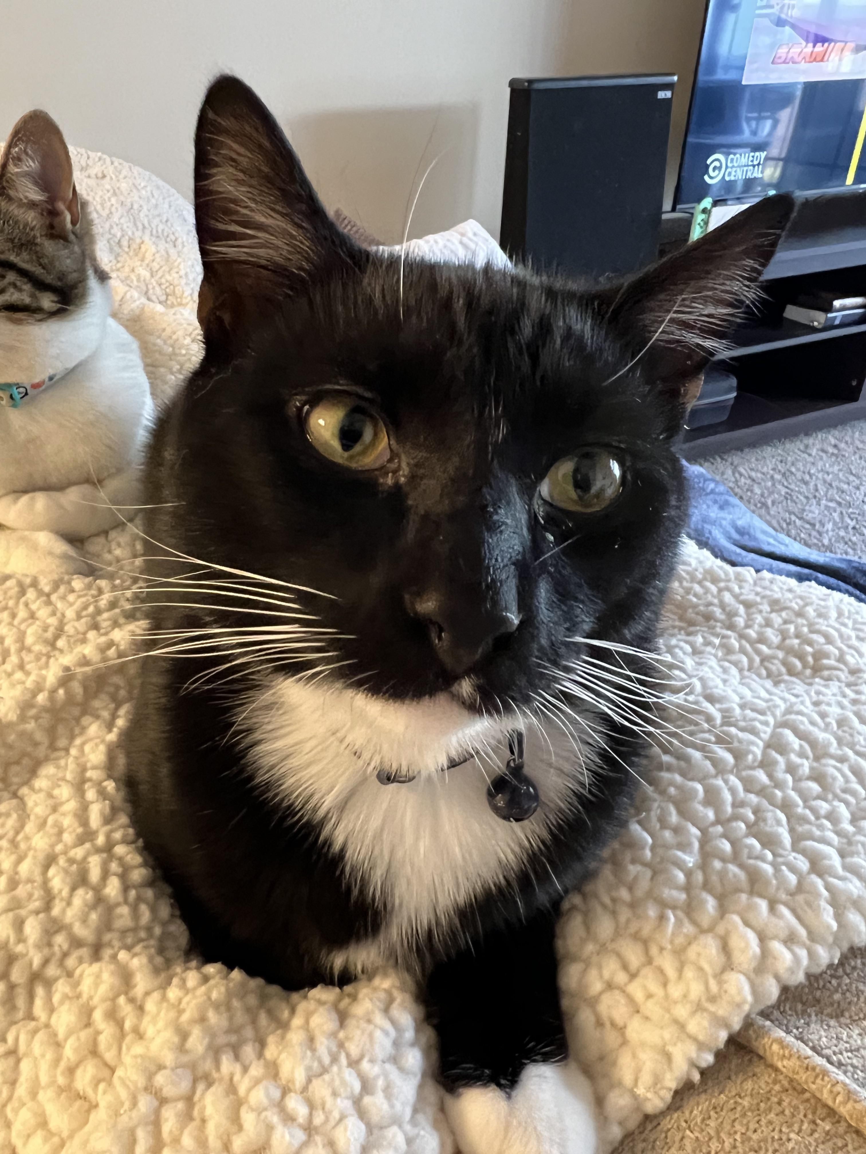 Here is ACE | Scrolller