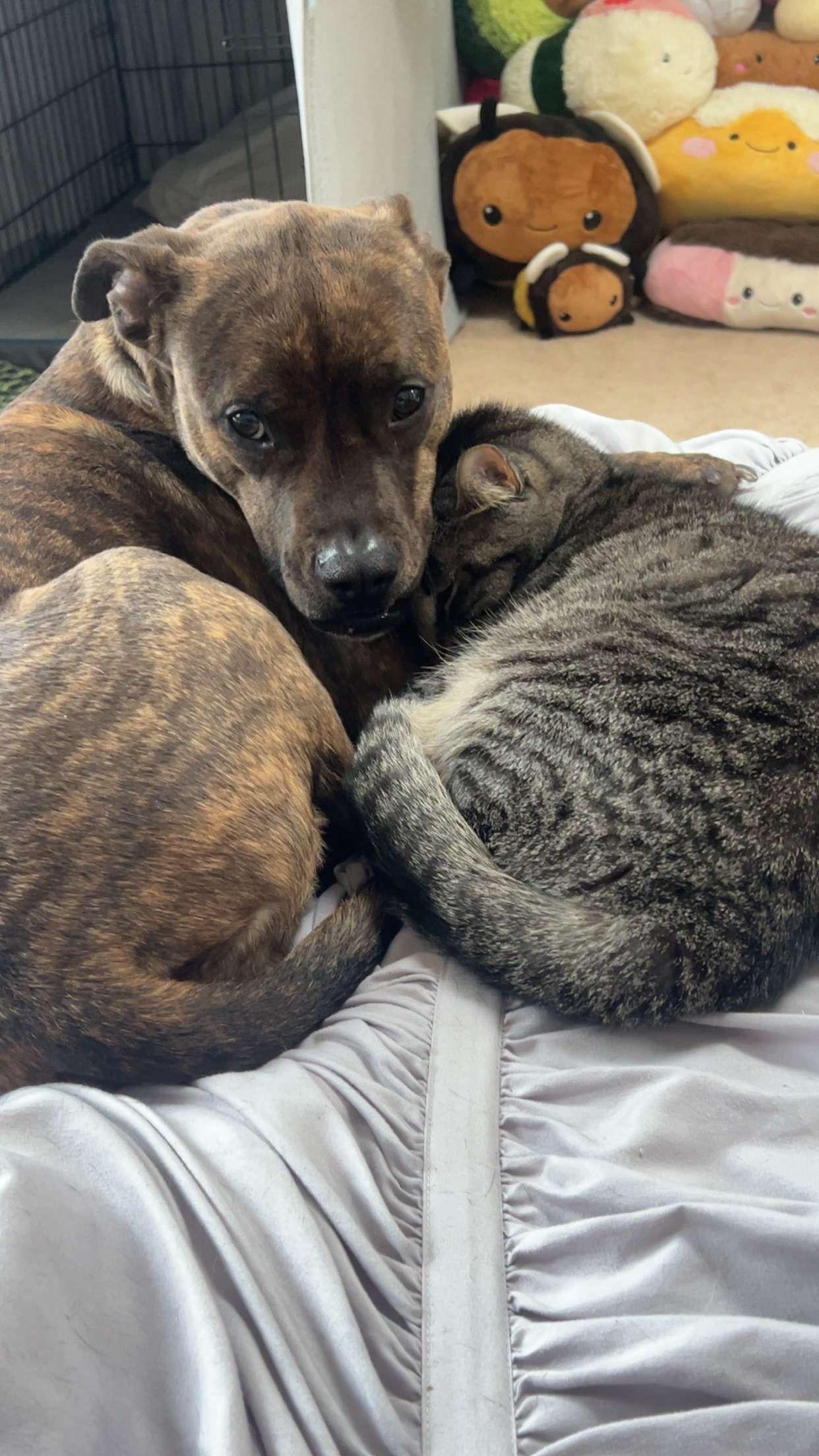 [OC] My pup and my kitty cuddling | Scrolller
