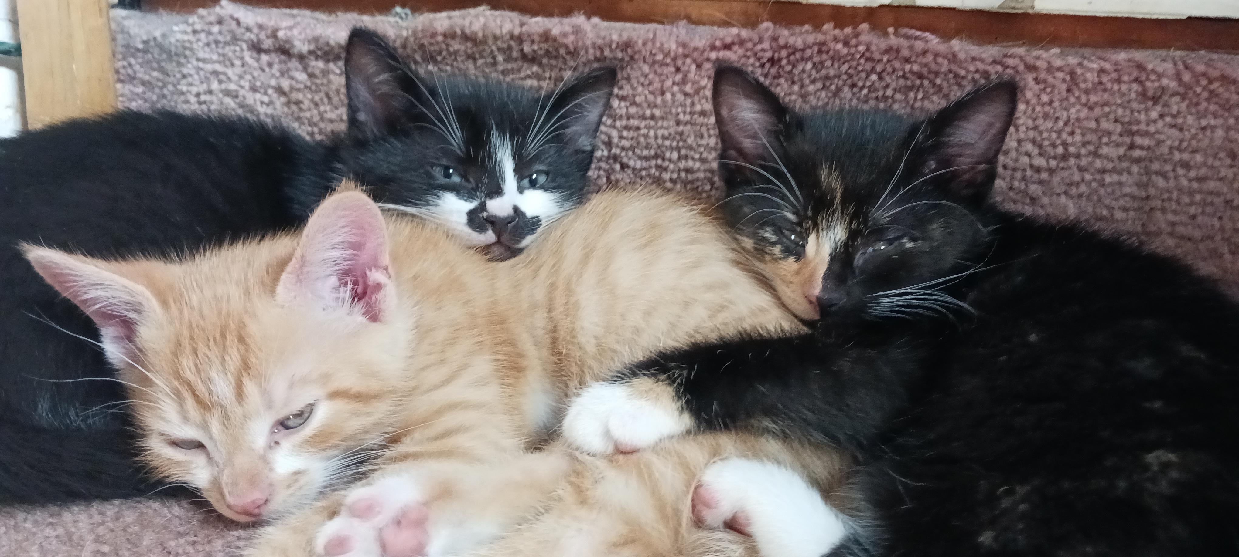 Pile O' Kittens | Scrolller