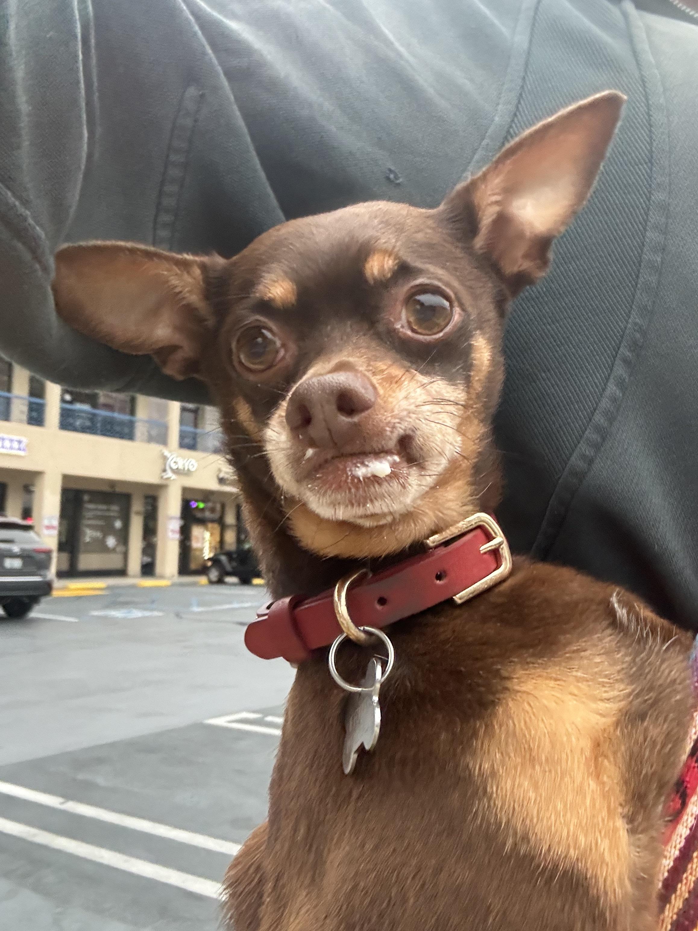 When you’ve been hitting that pup cup | Scrolller