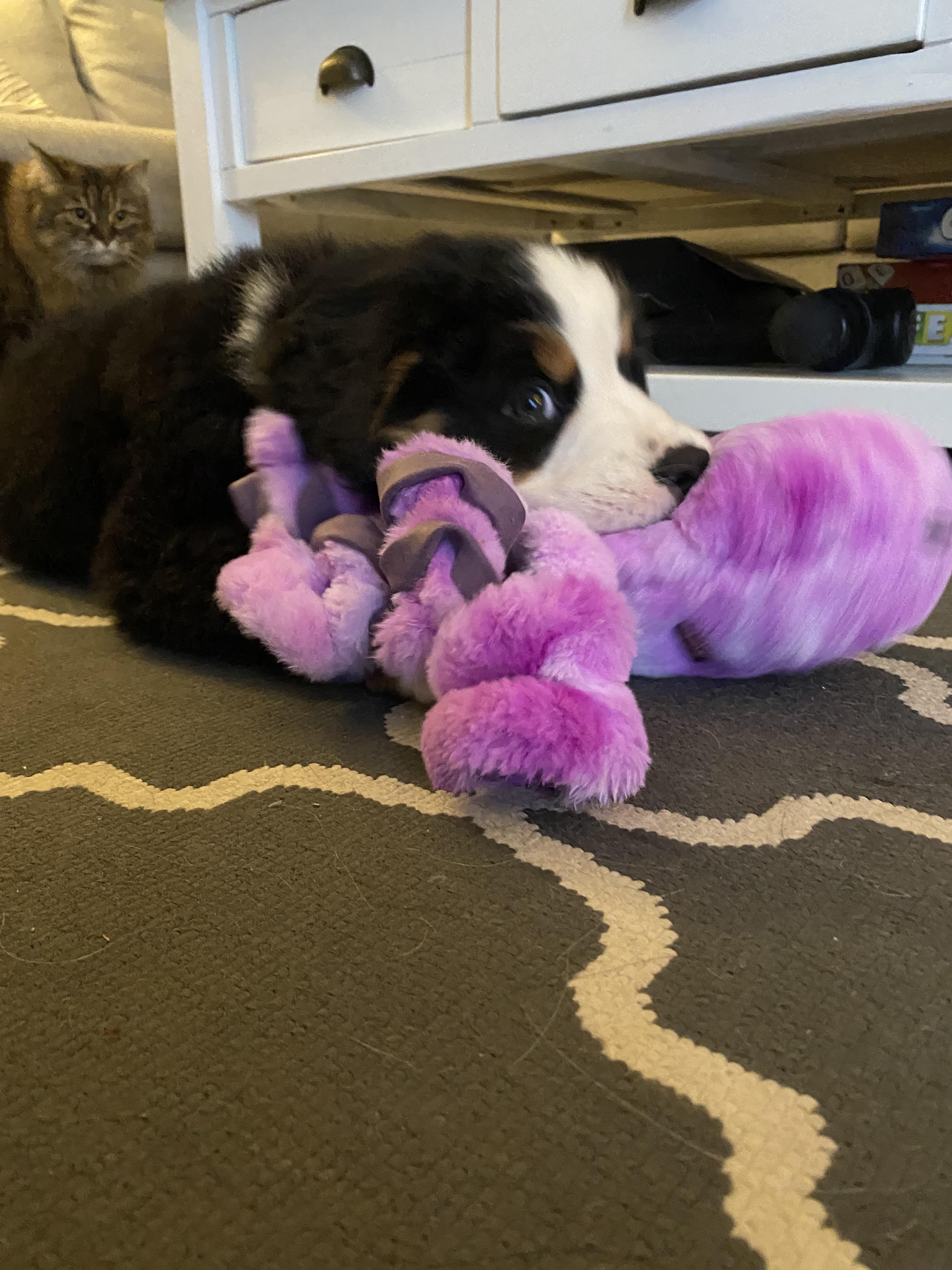 Little Indy and some unimpressed siblings! | Scrolller