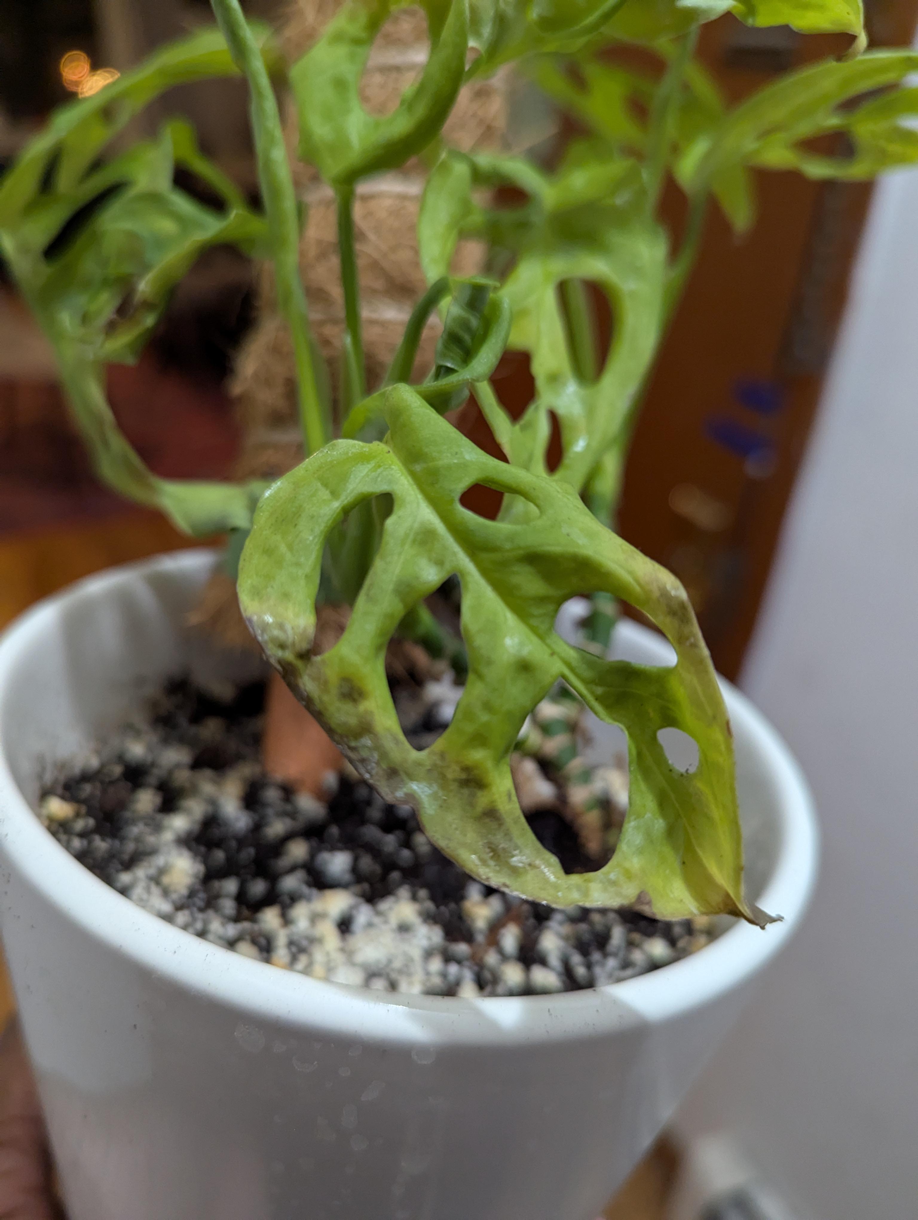 Growing brown spots after repotting? | Scrolller