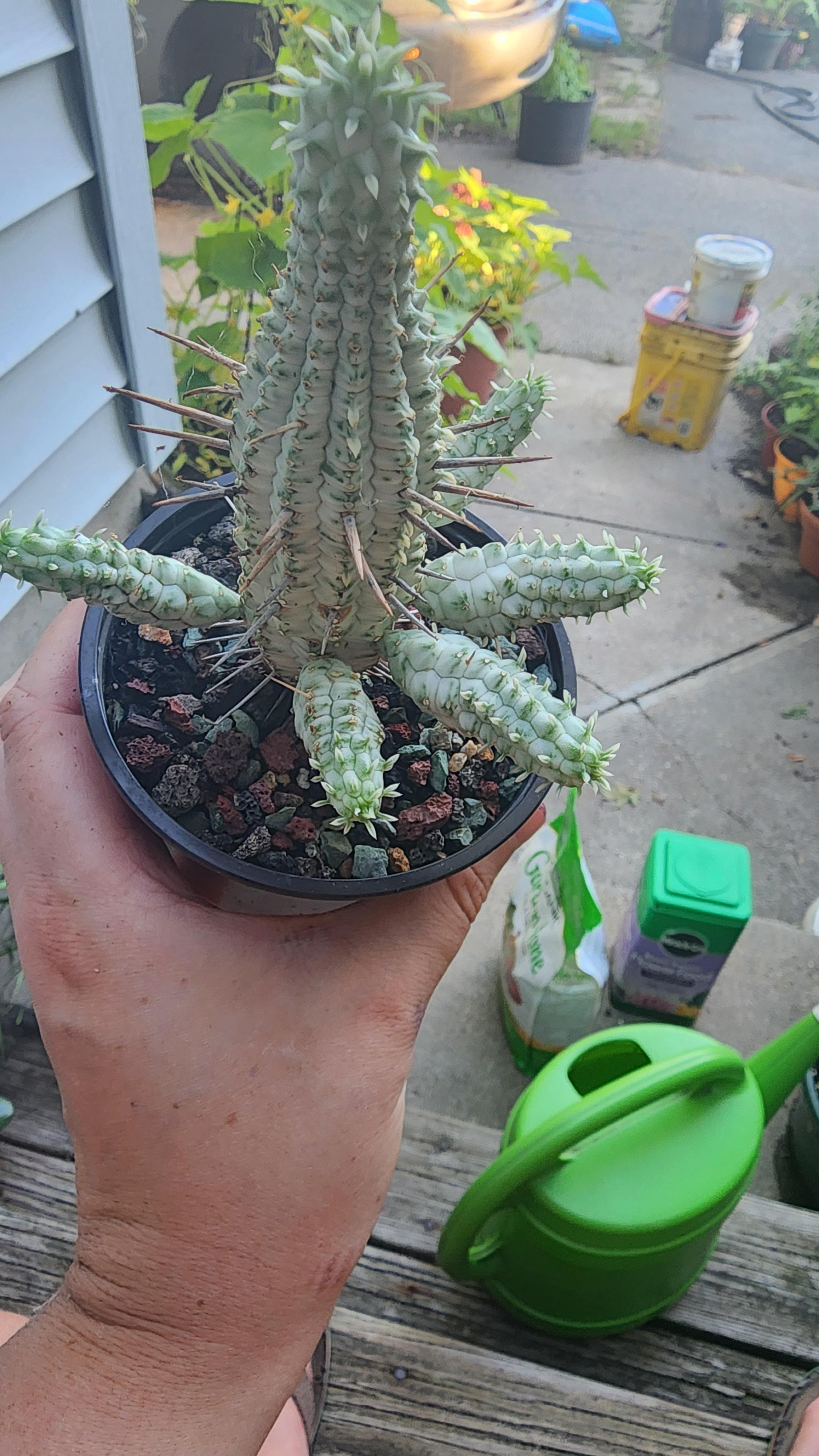 Apparently this is not a cactus. Can anyone help identify? | Scrolller