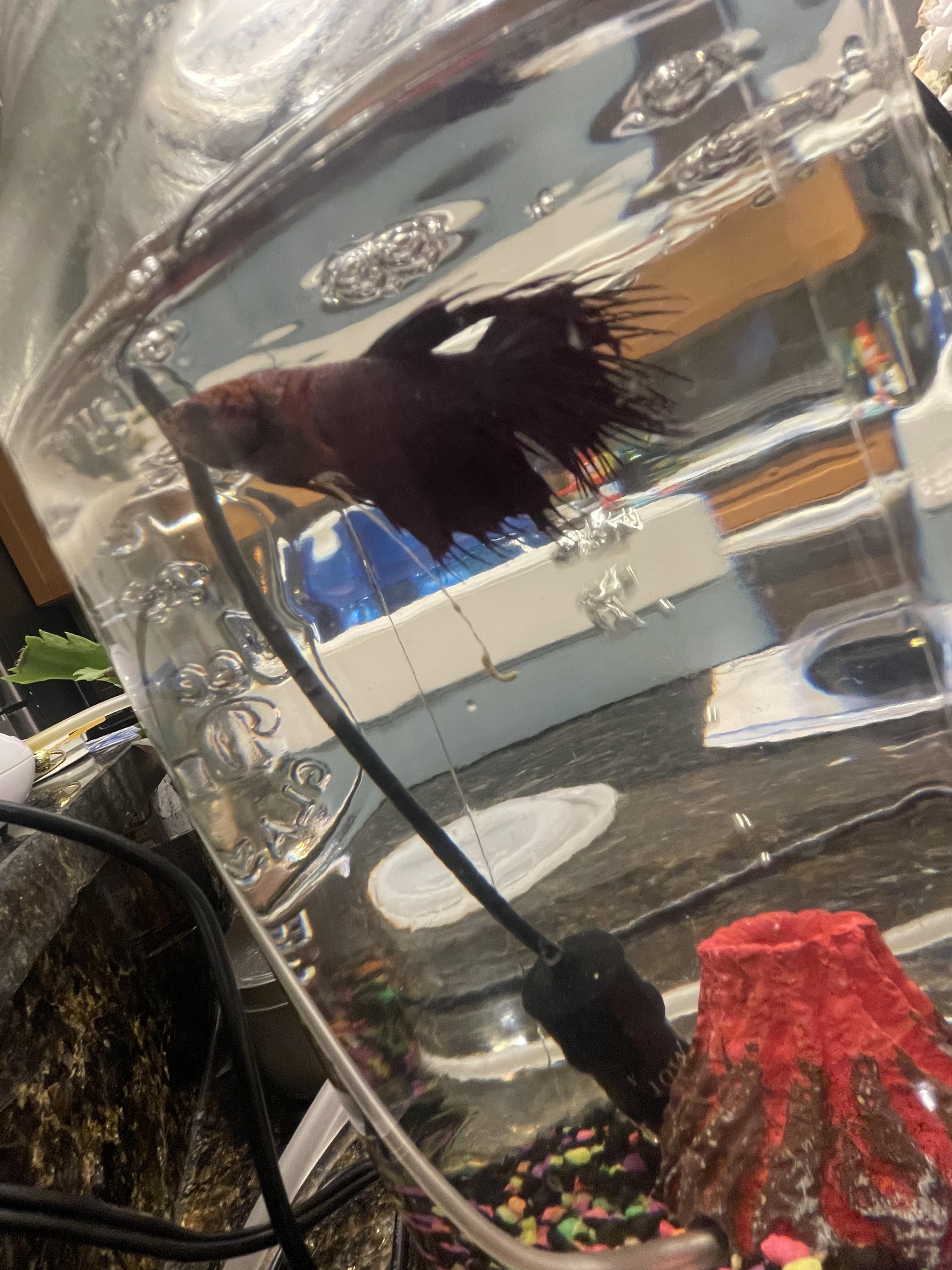 Betta help! | Scrolller