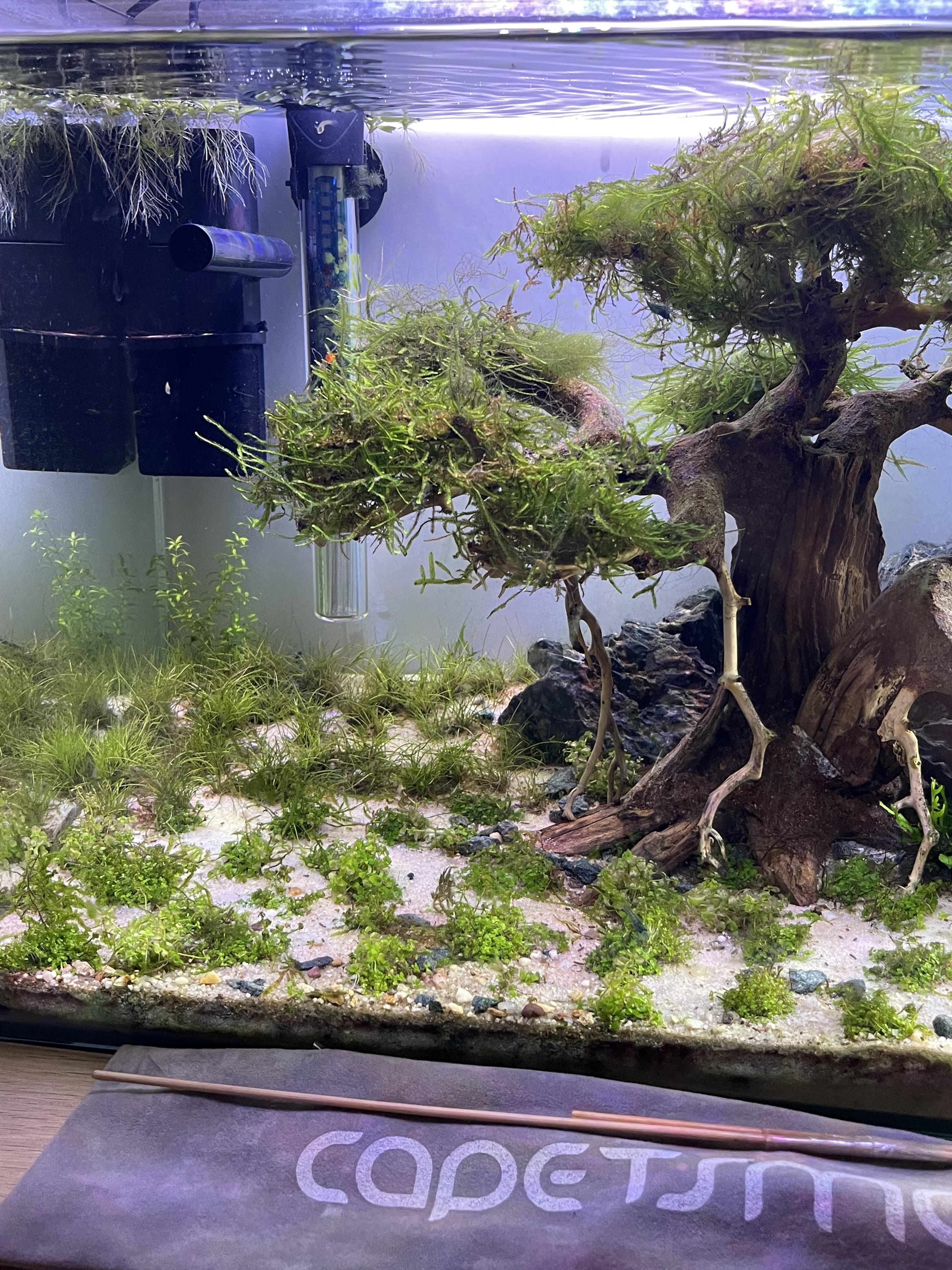 Algae help struggling!! | Scrolller