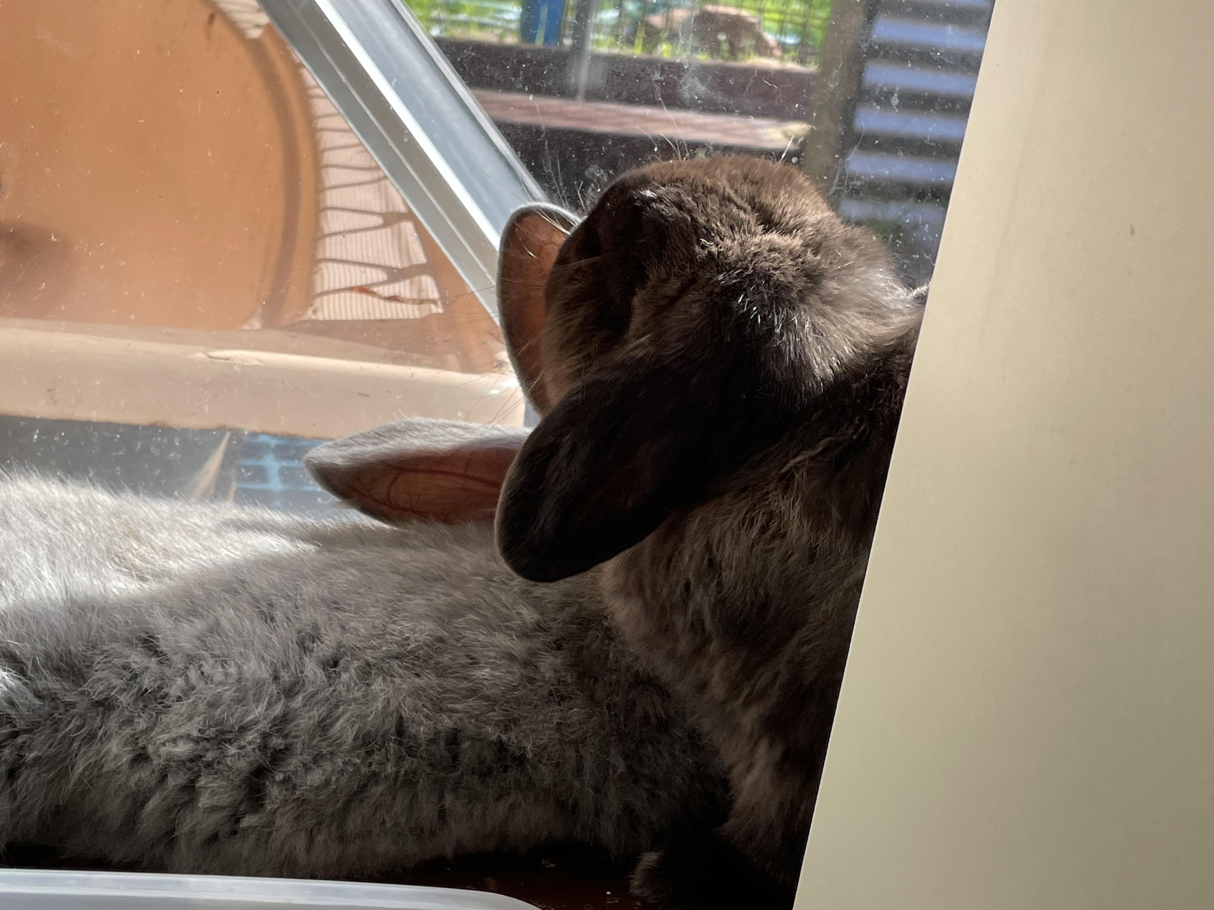 Chonky bun 🤎😍 | Scrolller