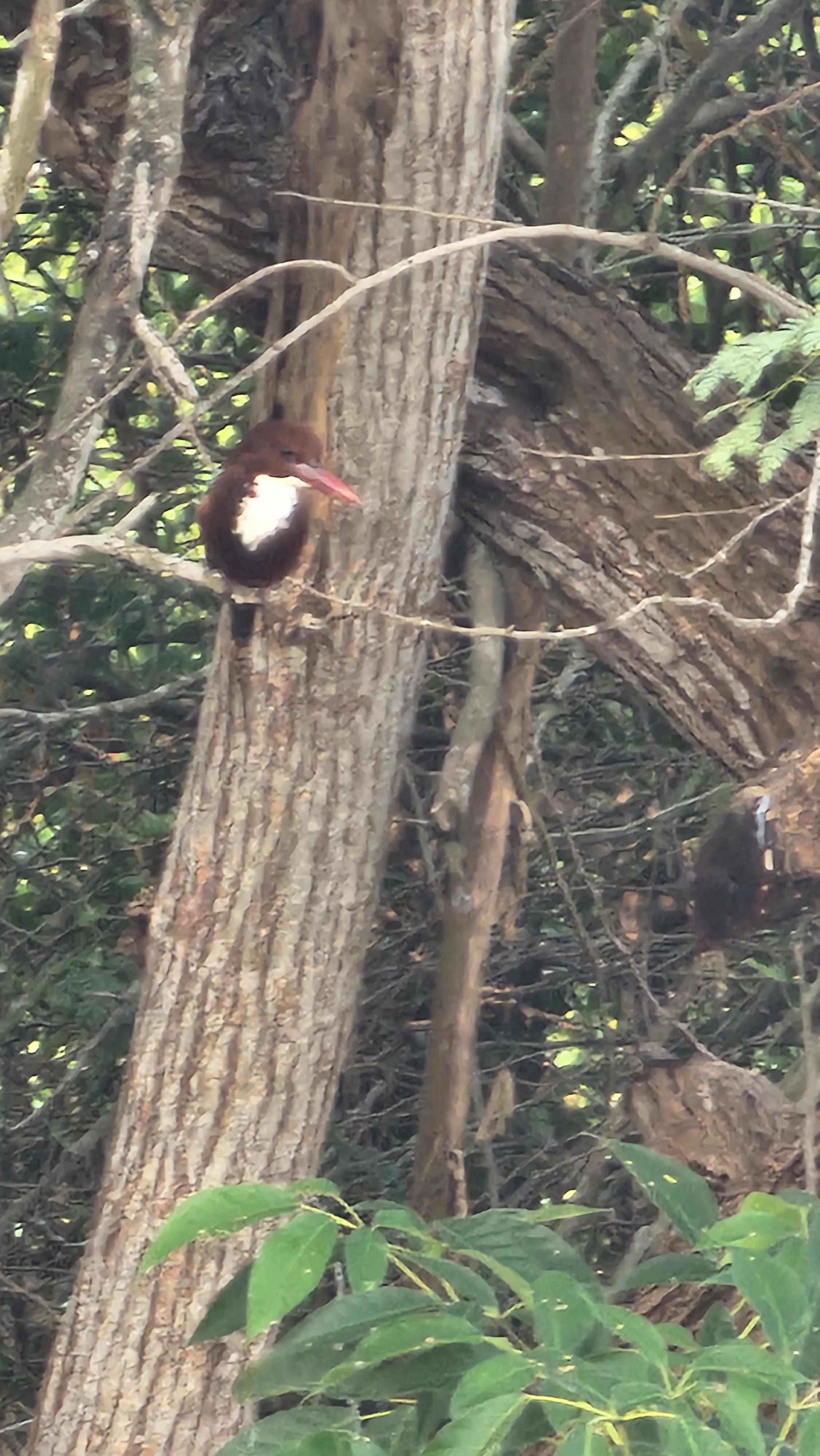 Bird photos taken at Bakkhali, WB | Scrolller