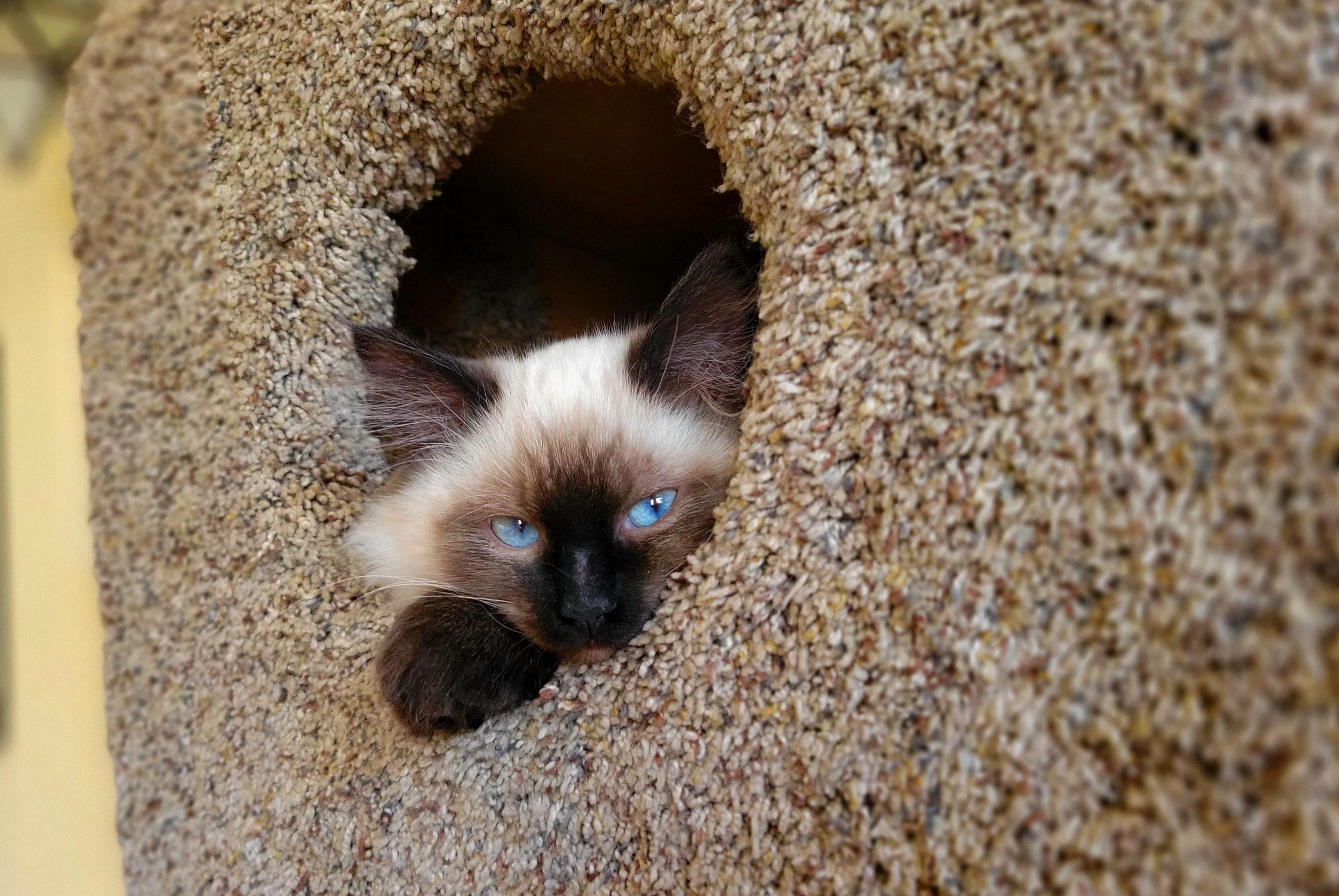 Cosmo, prince of the cat tower. | Scrolller