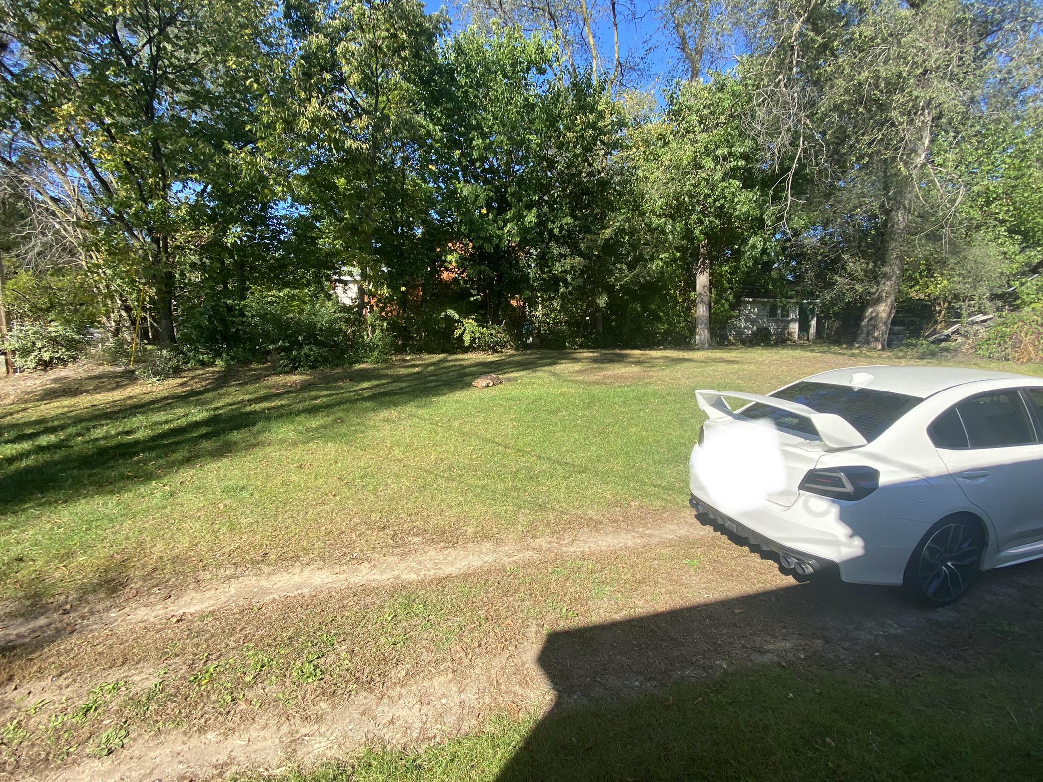 Ideas on how to get weed like trees gone? (These stumps are taking my blood sweat and tears ...