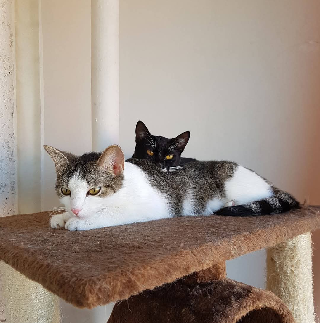 Sometimes the Divas r Happy together | Scrolller