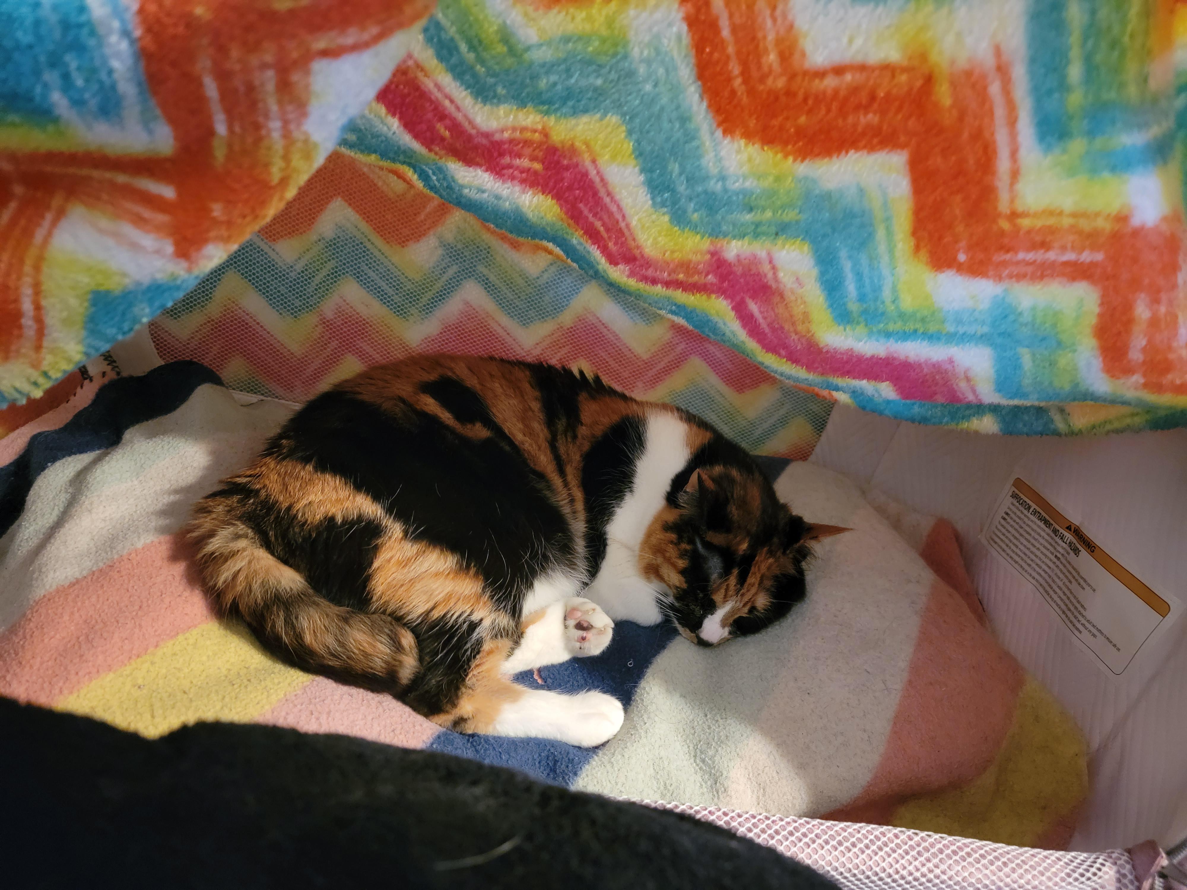 I bought my Queen Bee a bassinet. | Scrolller