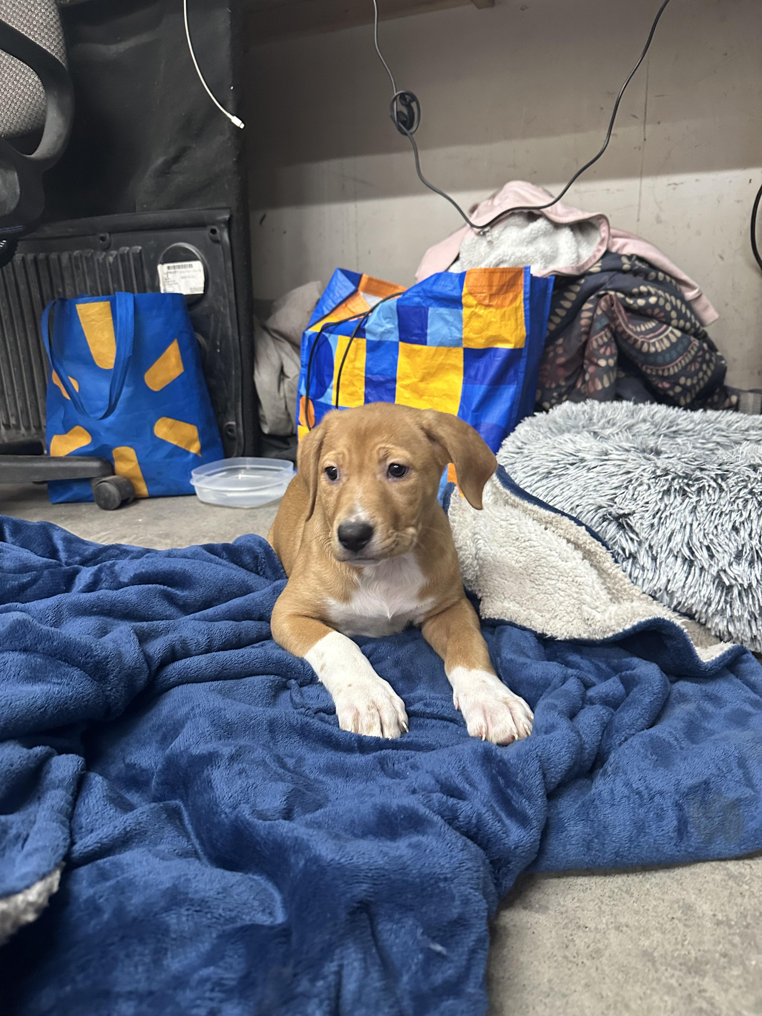 Discover more like Puppies: She’s 2 months old and what would you say she’s mixed with?! and ...